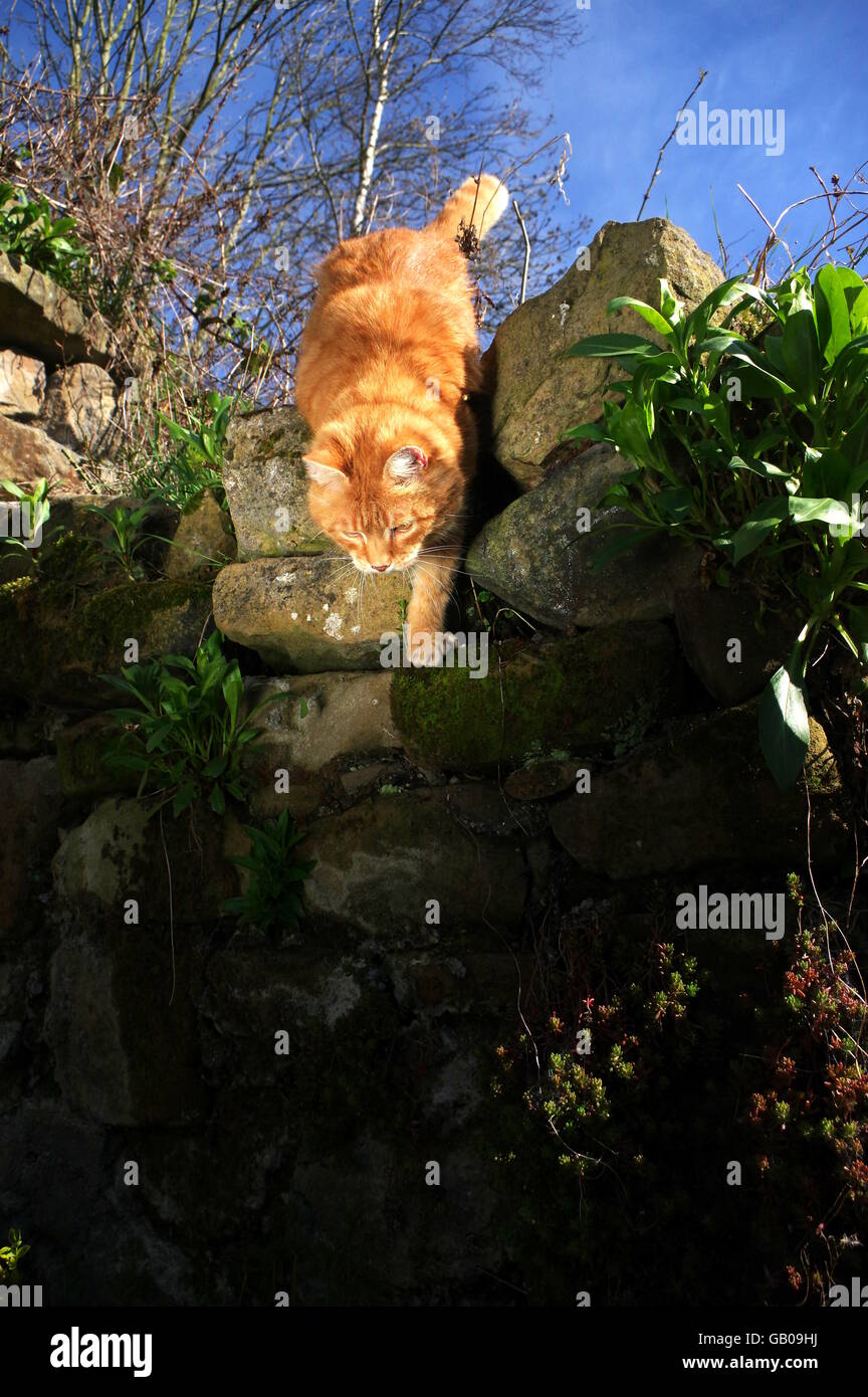 Ginger cat hunting in garden Stock Photo - Alamy