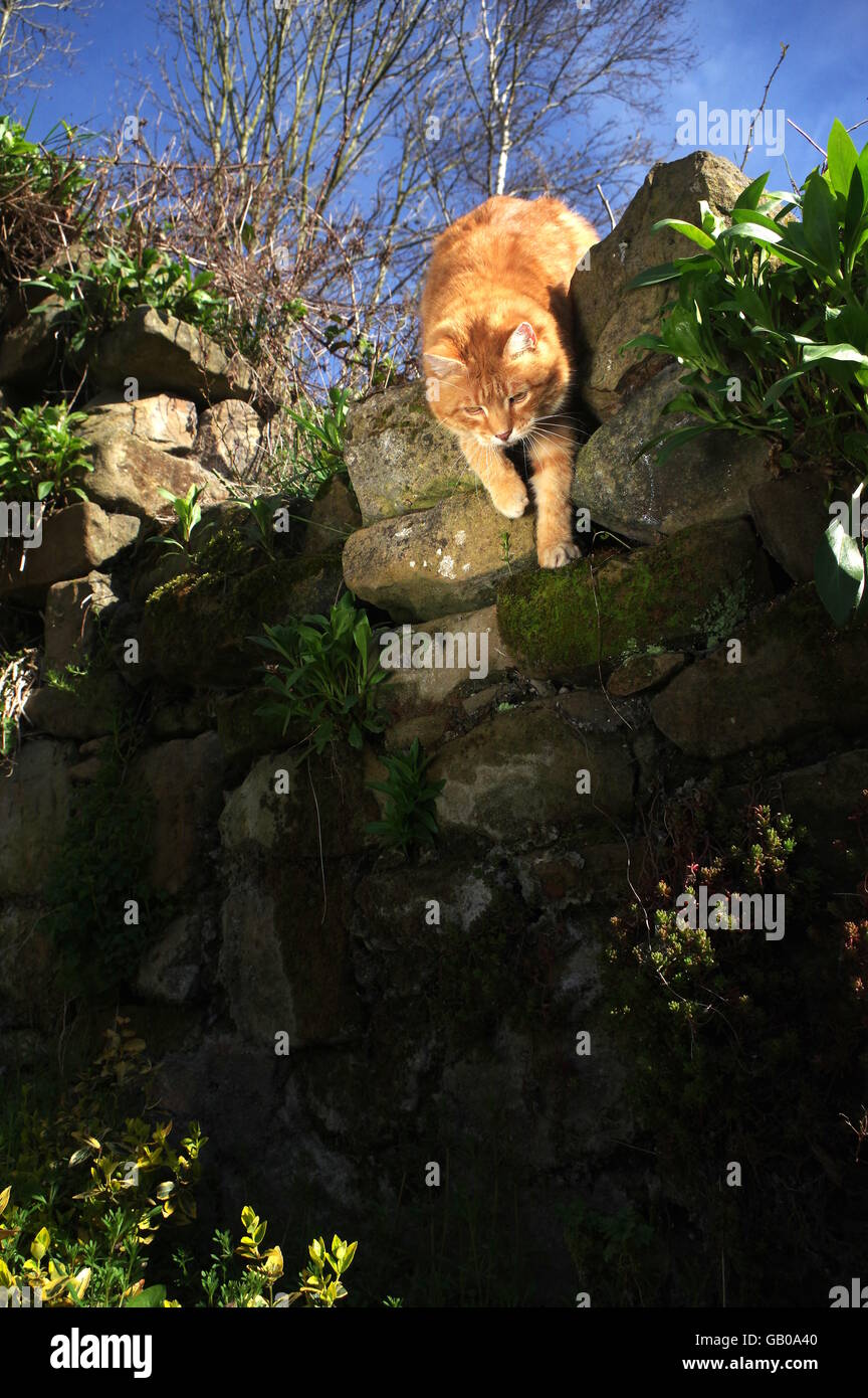 Ginger cat hunting in garden Stock Photo - Alamy