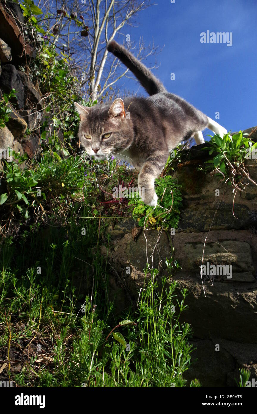 Pouncing cat hi-res stock photography and images - Alamy
