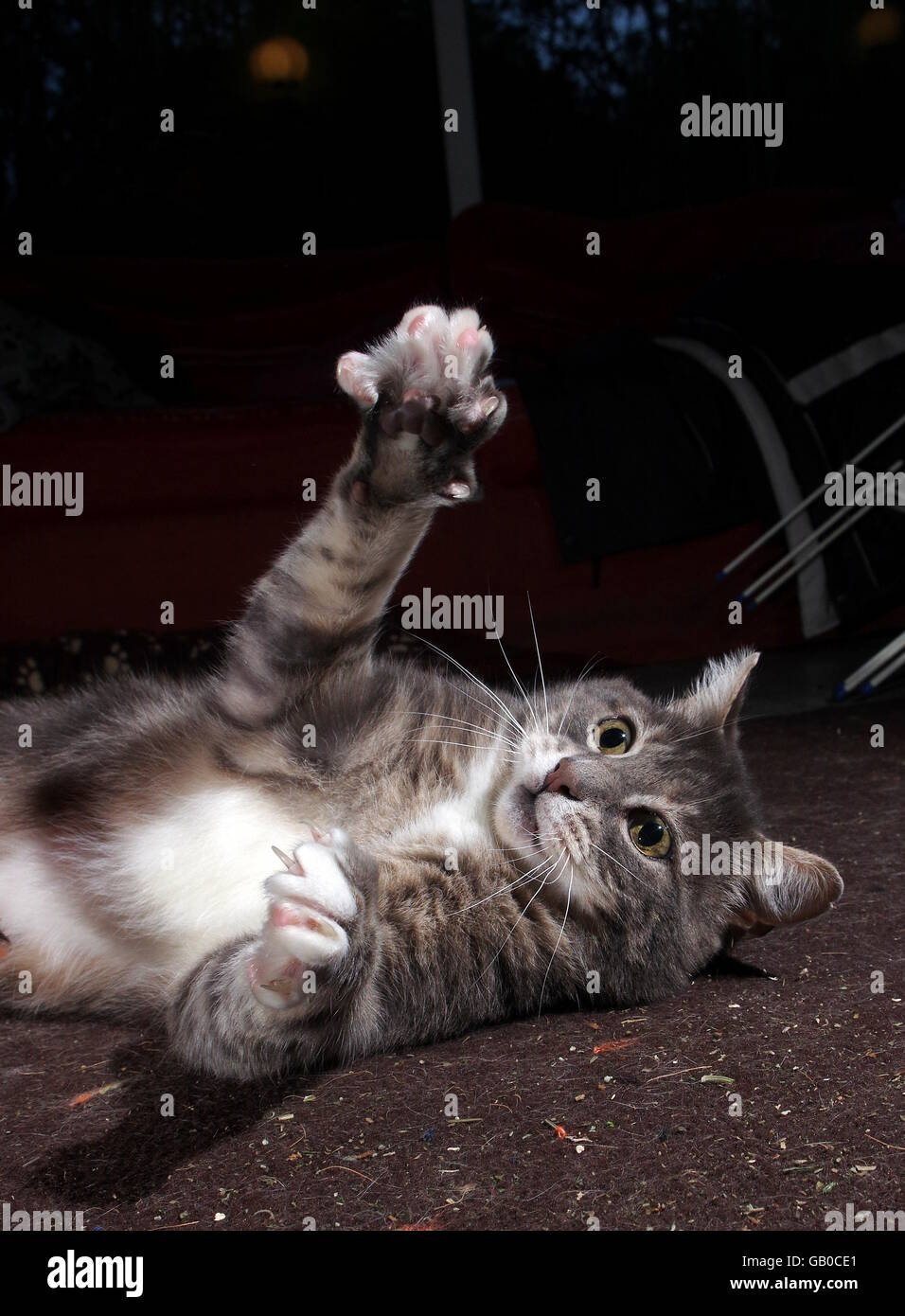 Surprised cat hi-res stock photography and images - Alamy