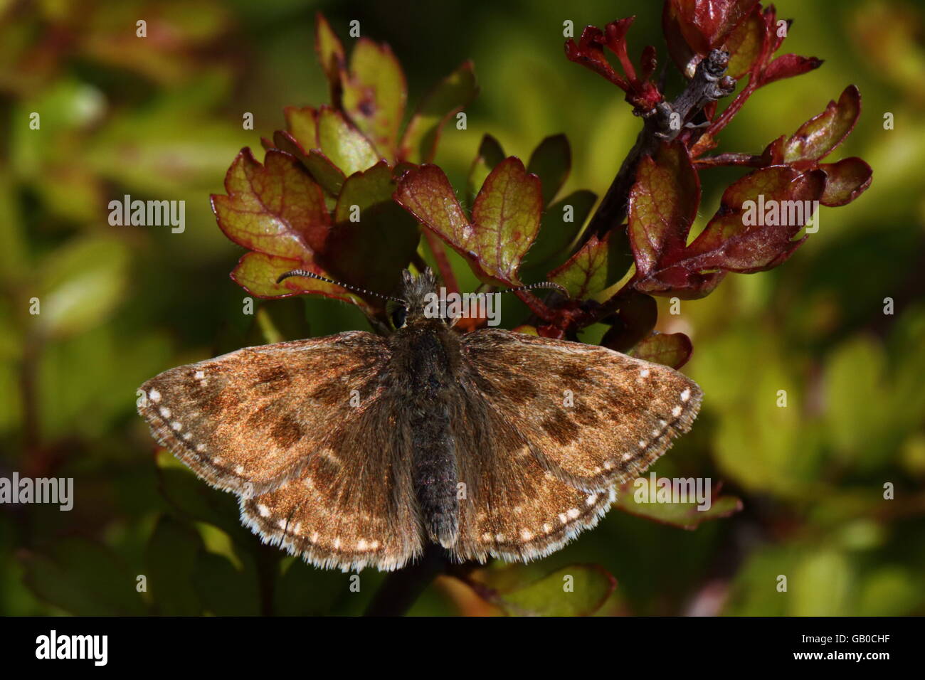 Dingy Skipper Butterfly Stock Photo - Alamy