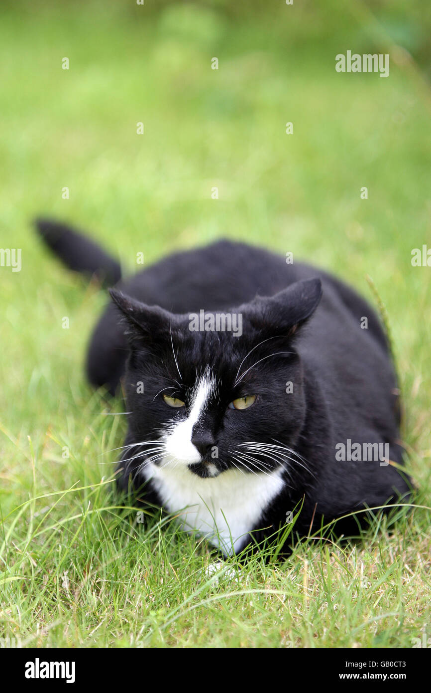 Generic photo of a cat enjoying a garden in Kingston Upon Thames ...