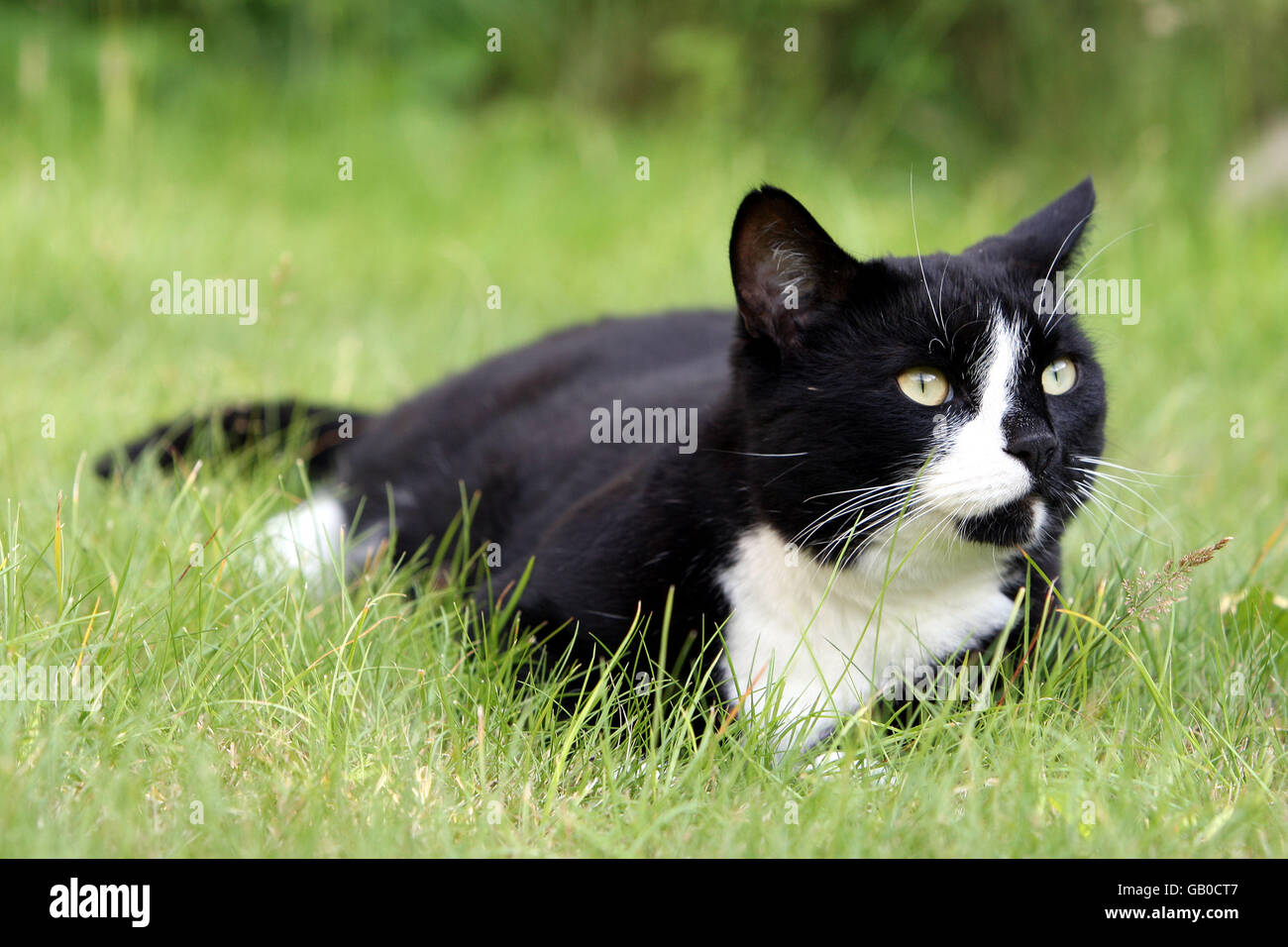 Generic photo of a cat enjoying a garden in Kingston Upon Thames ...