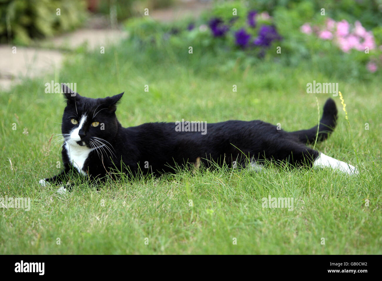 Generic photo of a cat enjoying a garden in Kingston Upon Thames ...