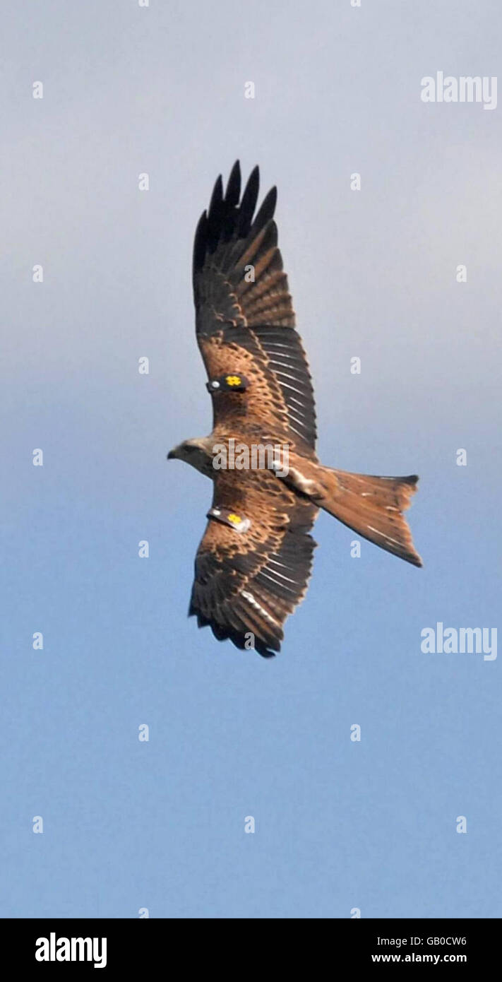 A red kite takes to the sky as the RSPB Northern Ireland released four ...