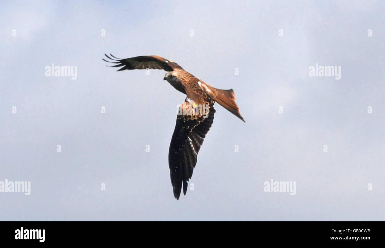 Red Kites released Stock Photo - Alamy