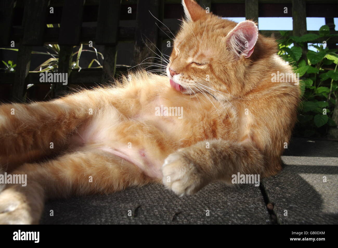 Ginger cat licking fur Stock Photo - Alamy