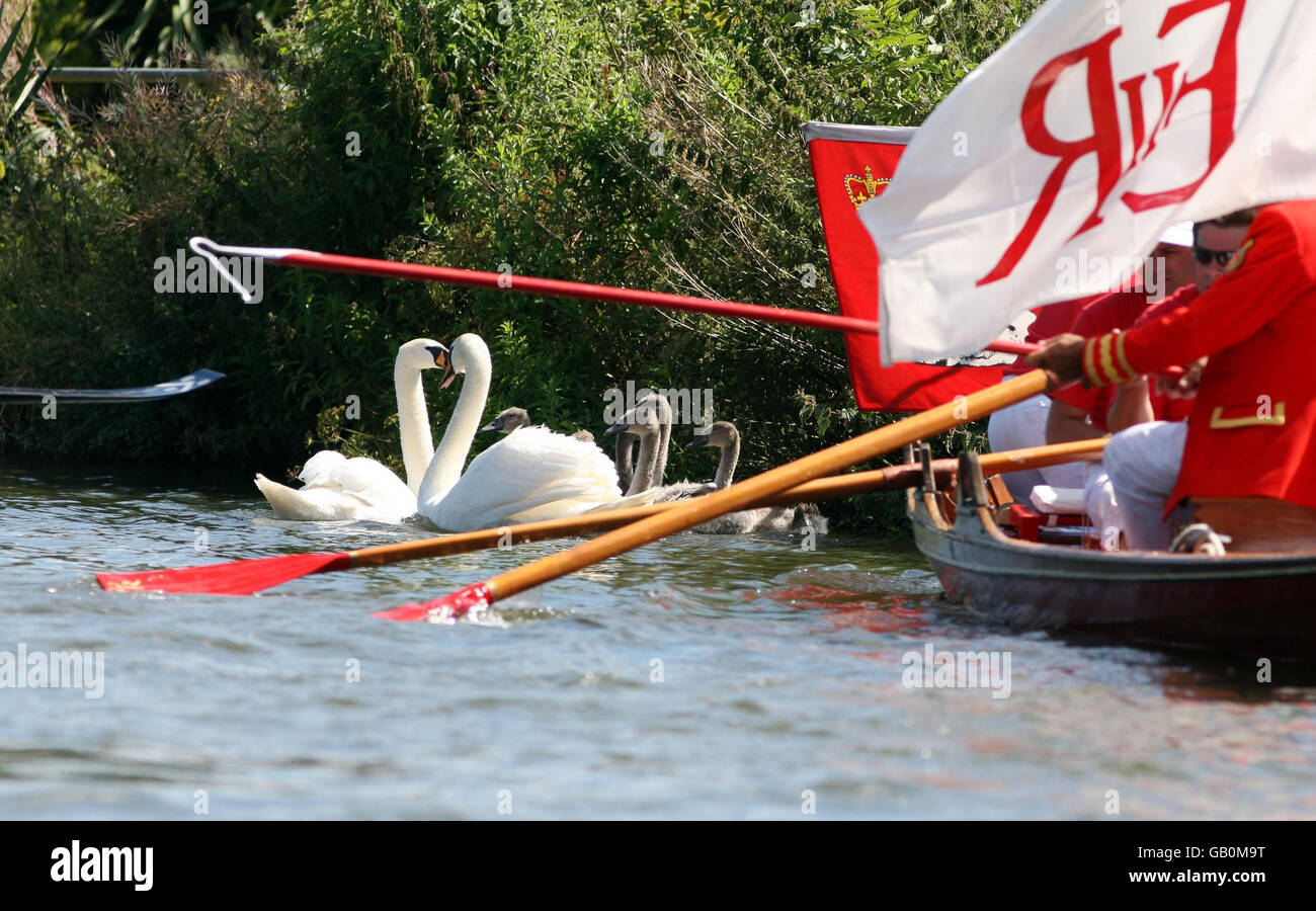The annual Swan Upping on the River Thames where the Queen's Swan ...