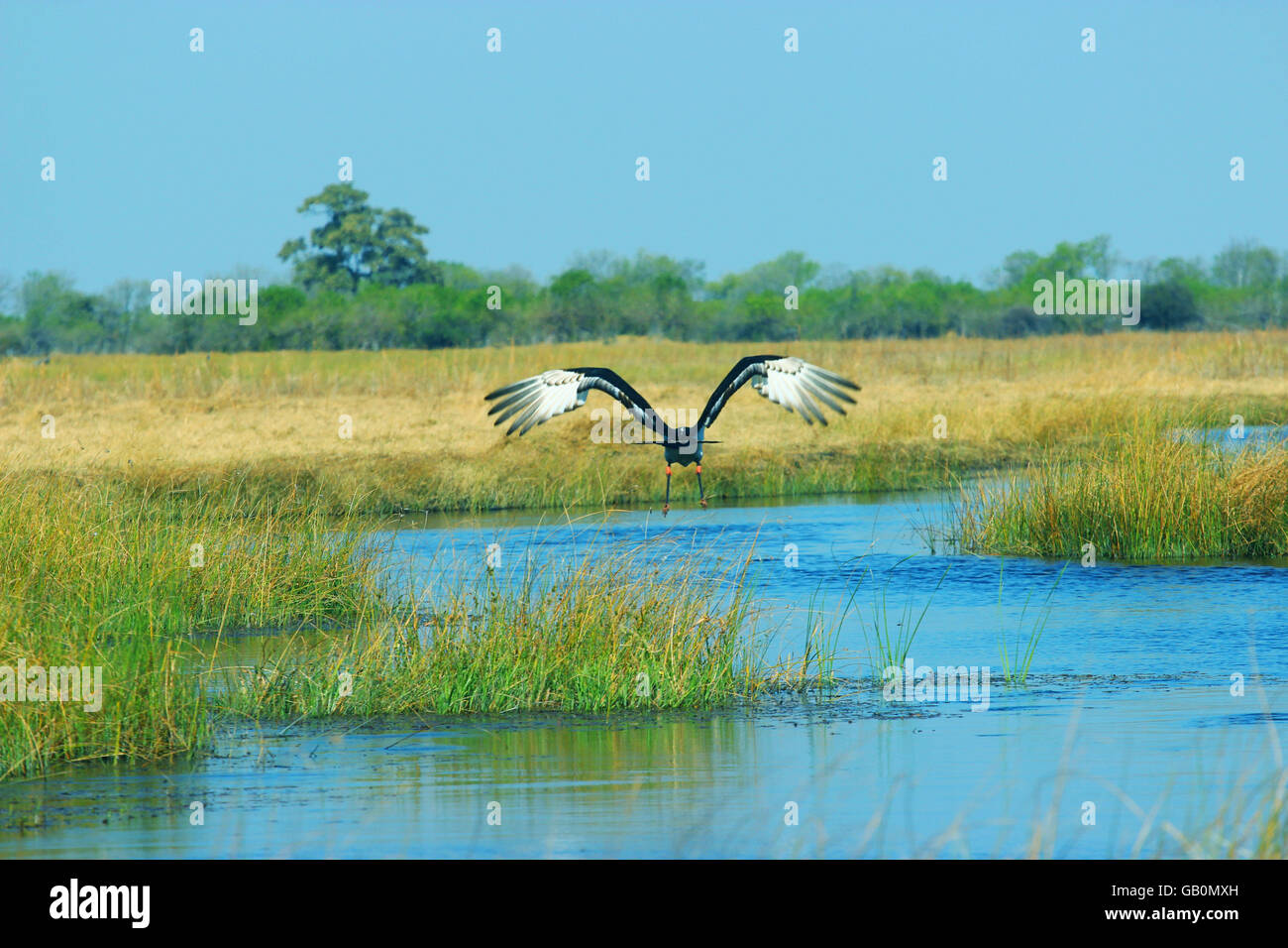 Beautiful bird landing in clear blue water in Botswana/South Africa ...