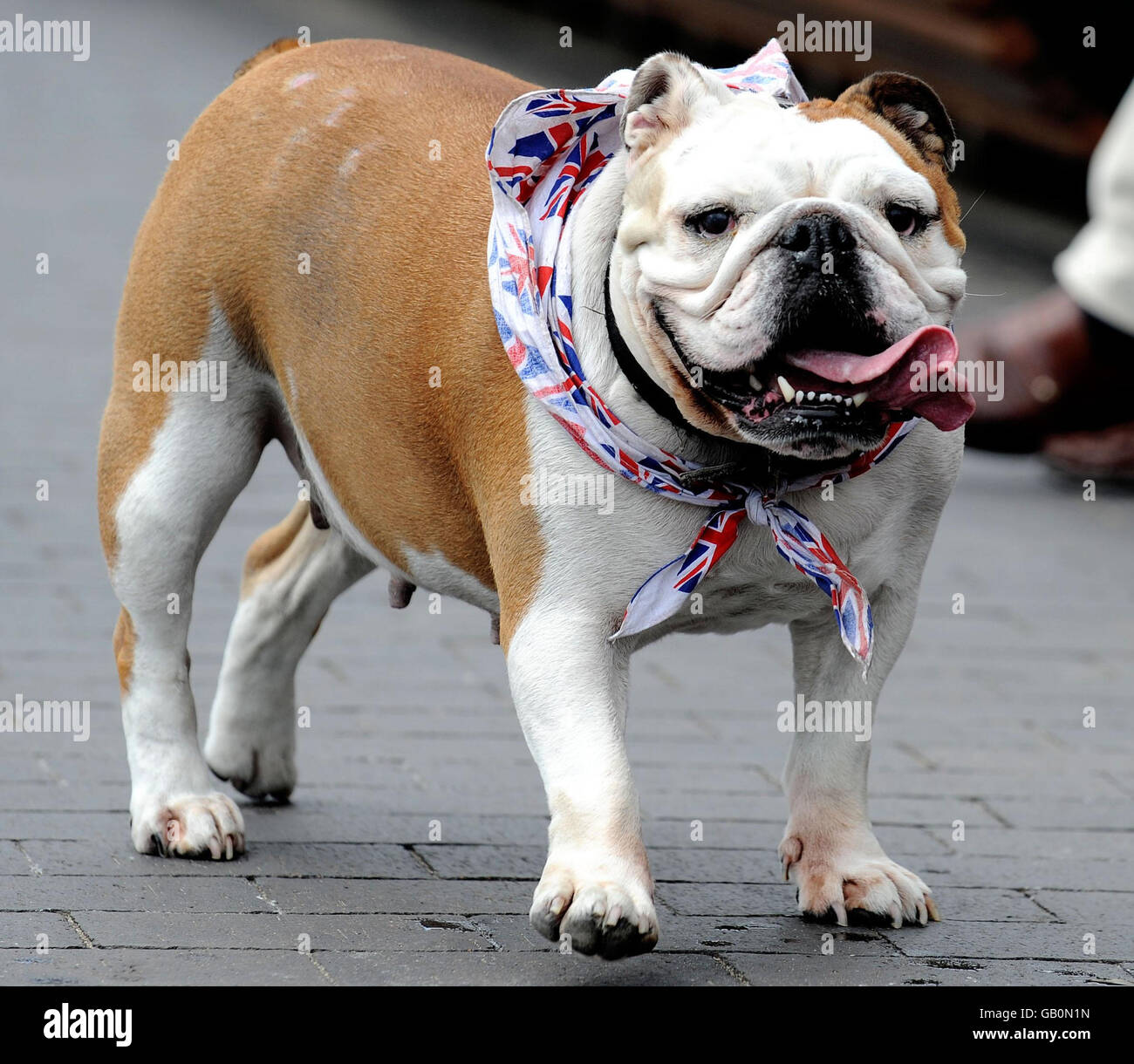English bulldog in british flag hi-res stock photography and images - Alamy