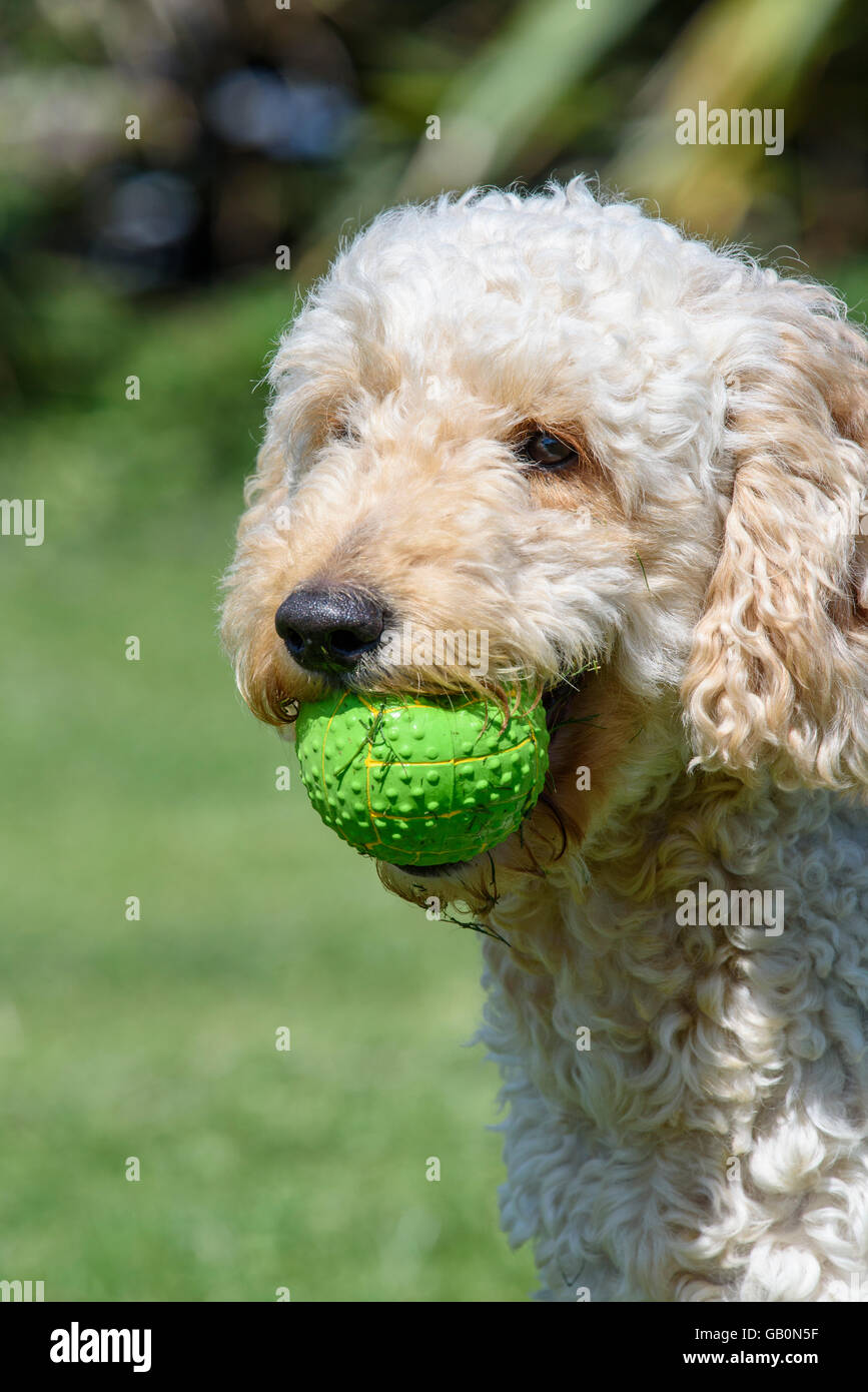 Cute Labradoodle dog with green ball in it's mouth Stock Photo - Alamy