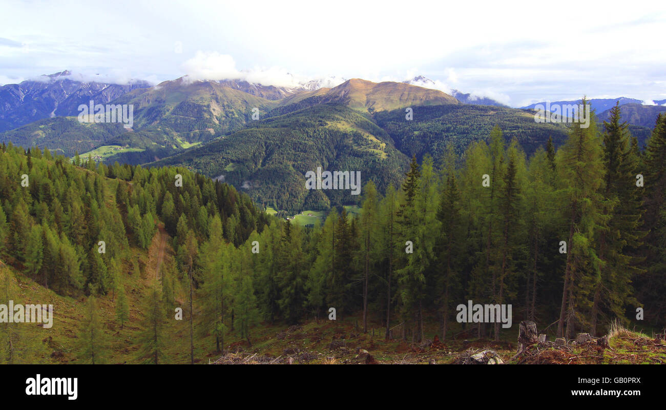 view on a valley in the austrian alps, in the forground are conifers ...