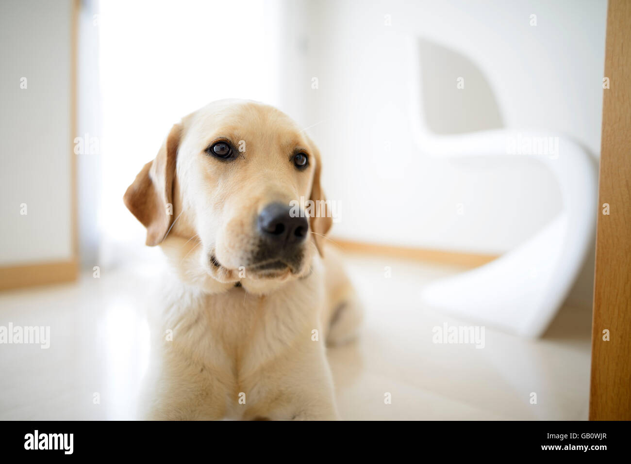 Cute yellow Labrador Golden Retriever mix lying down at home Stock ...