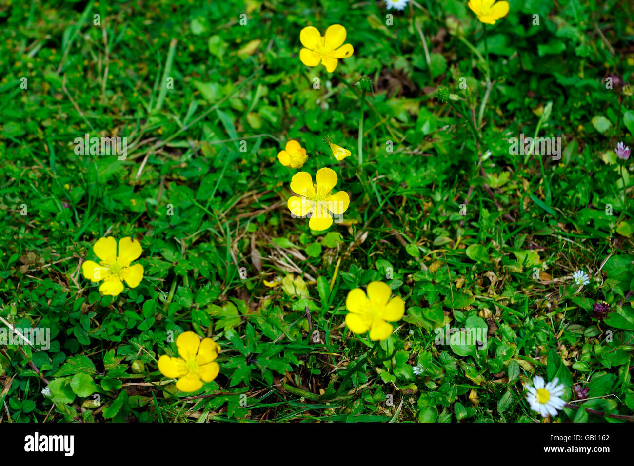 BUTTERCUP (RANUNCULACEAE RANUNCULUS Stock Photo - Alamy