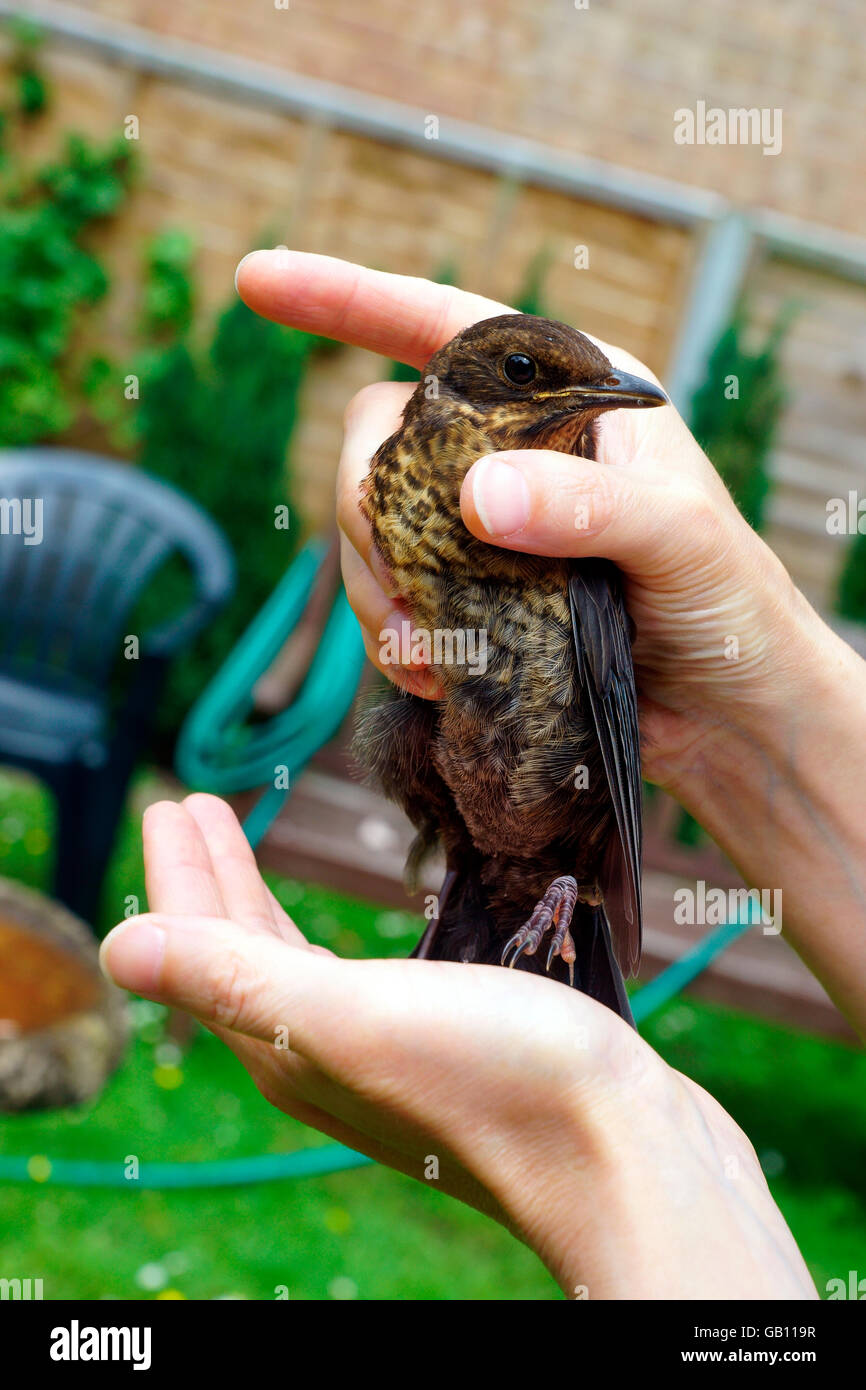 Blackbird with mud for nest hi-res stock photography and images - Alamy