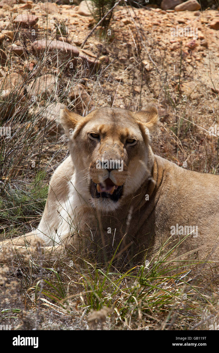 A tiger in South Africa Stock Photo - Alamy