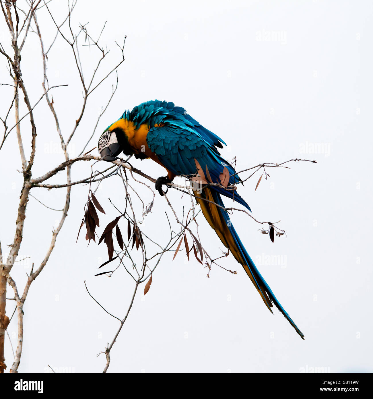 Parrot smile hi-res stock photography and images - Alamy