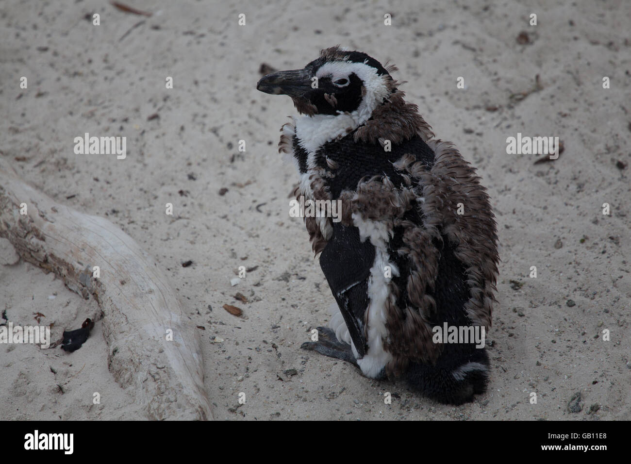 A Molting/Shedding African penguin near Cape Town, South Africa Stock ...