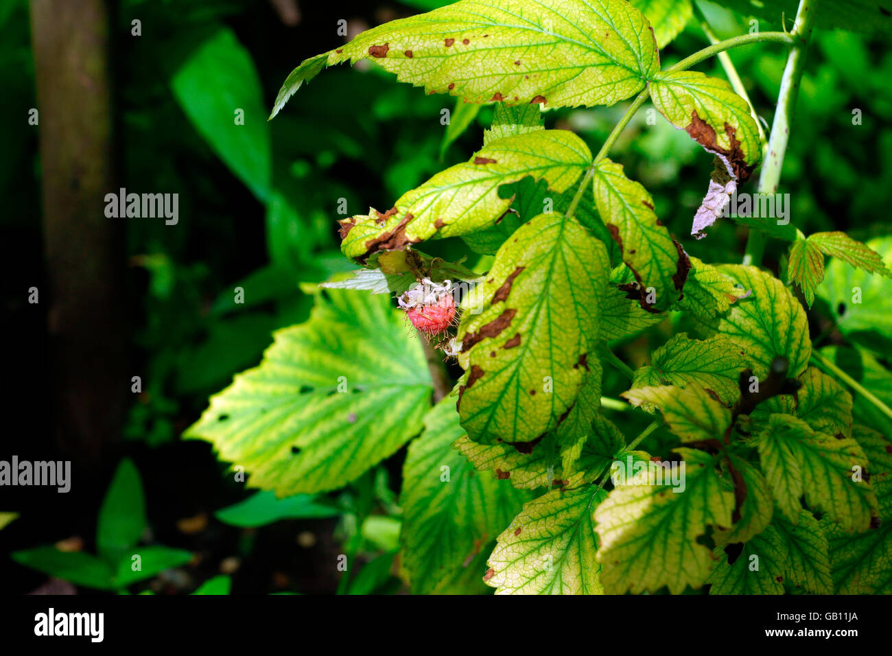 Raspberry moths hi-res stock photography and images - Alamy