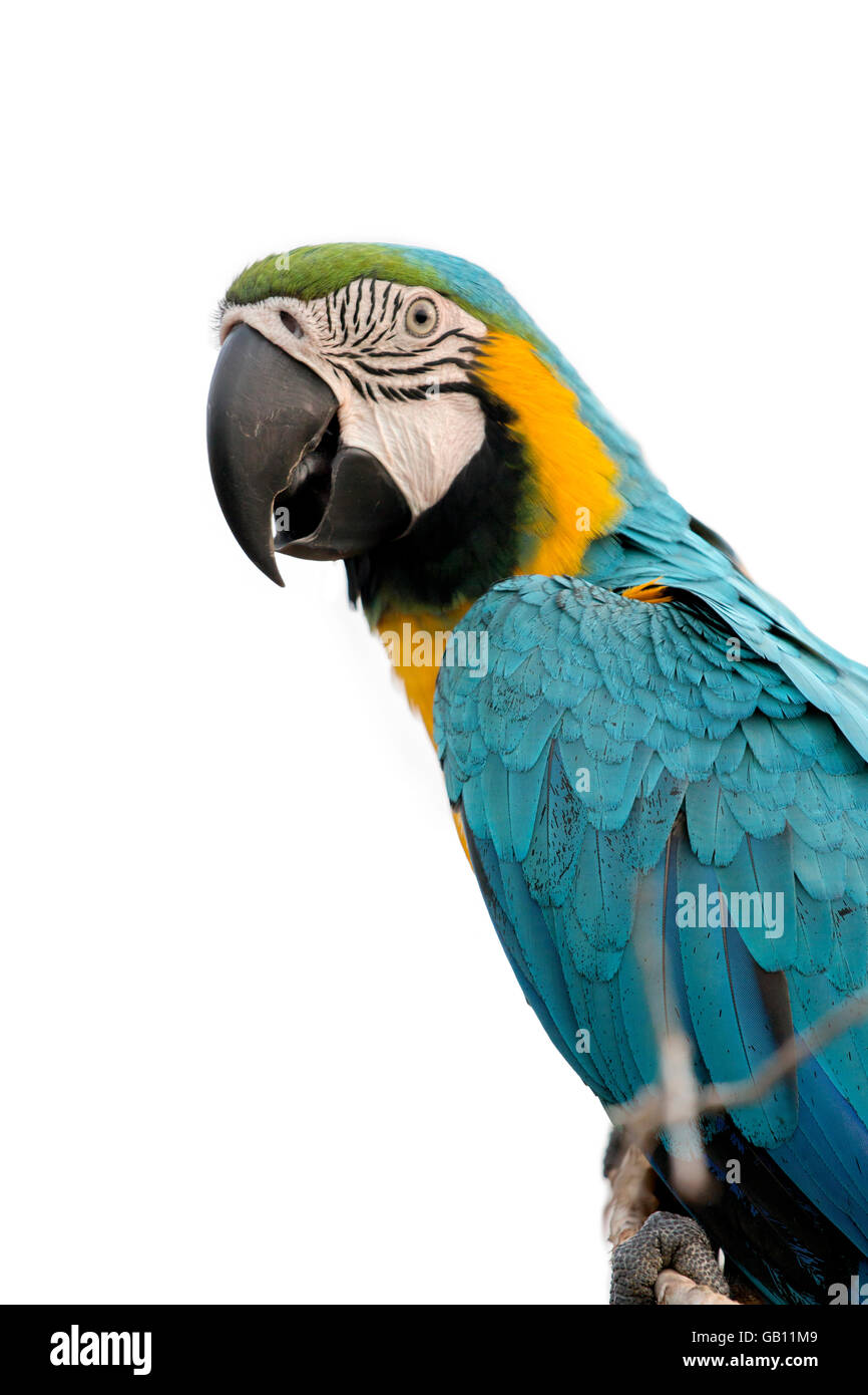 Parrot stand hi-res stock photography and images - Alamy