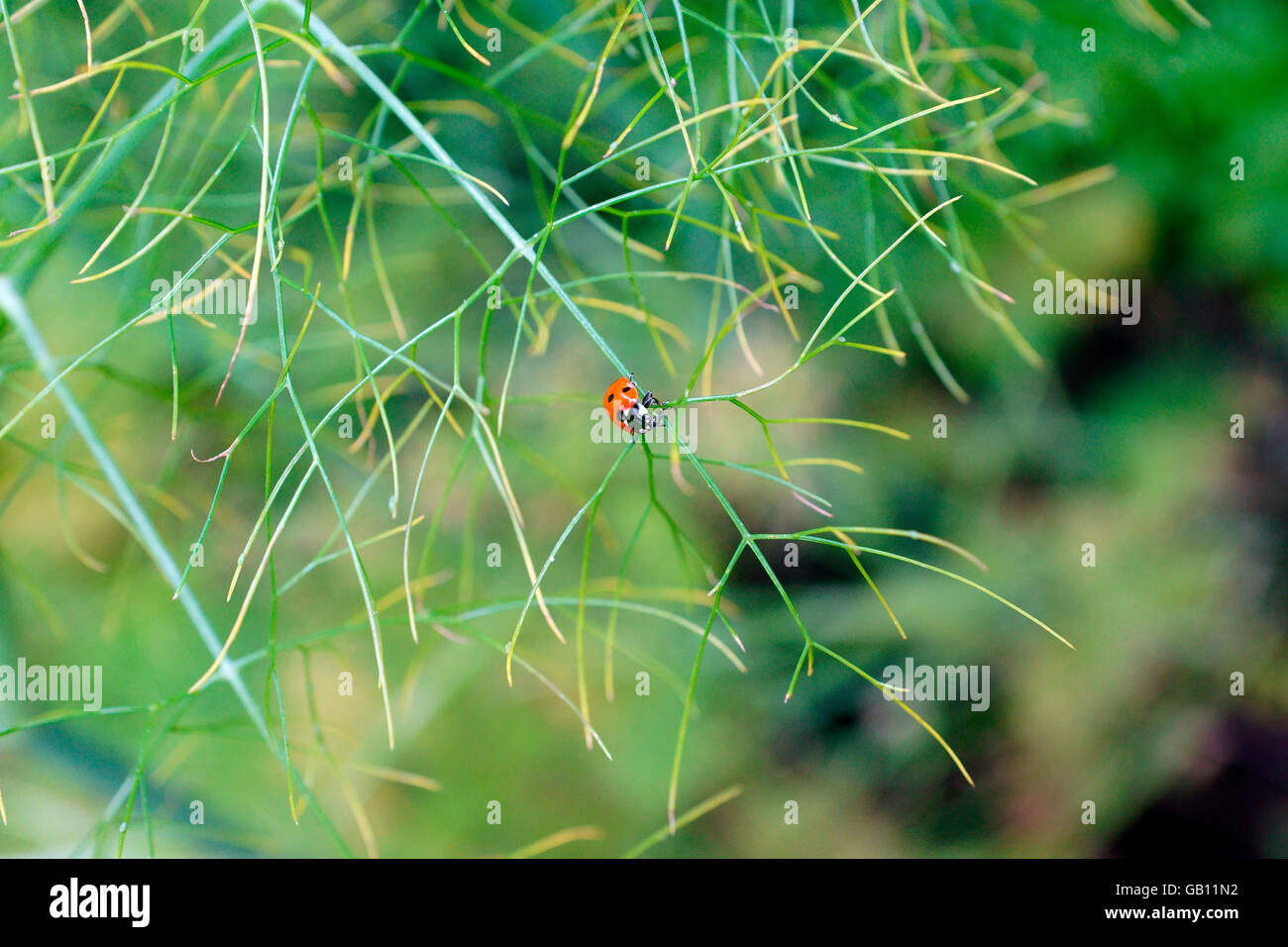 LADYBIRD RED WITH BLACK SPOTS ON FENNEL Stock Photo - Alamy