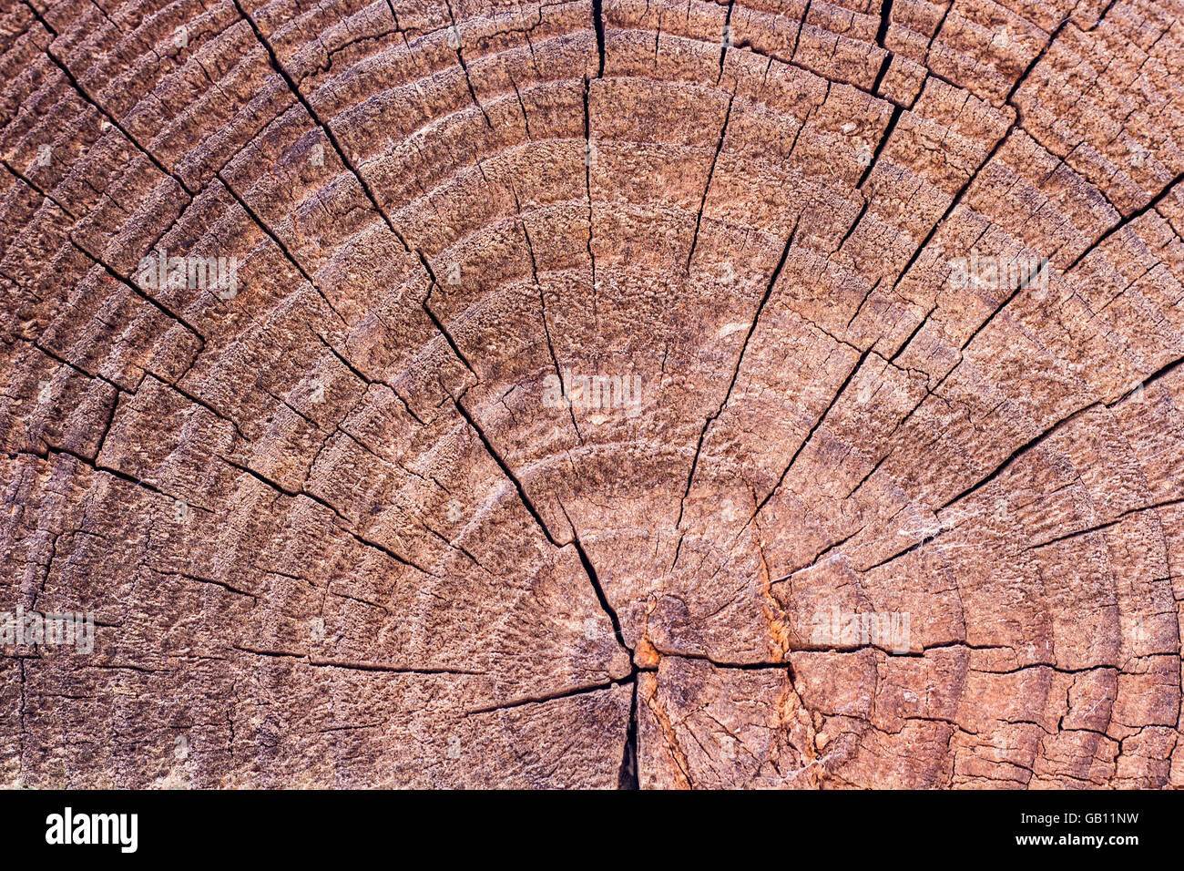Tree stump texture Stock Photo - Alamy