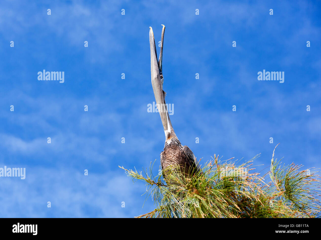 Morning stretch by the pelican while sitting on a top of a tree (Little ...