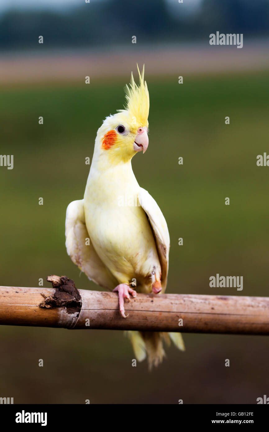 Parrot on nature background in the morning Stock Photo - Alamy