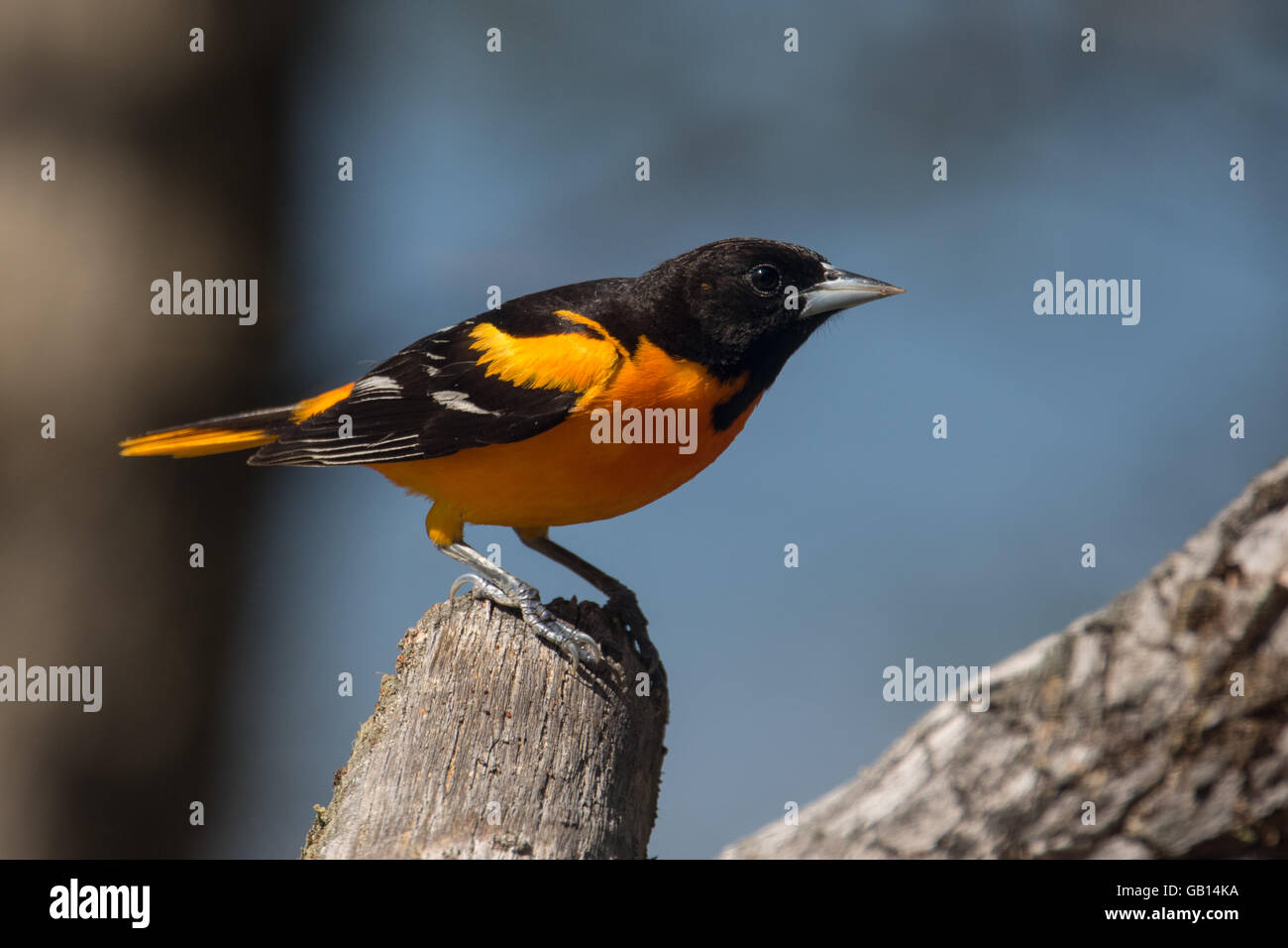 Oriole bird hi-res stock photography and images - Alamy