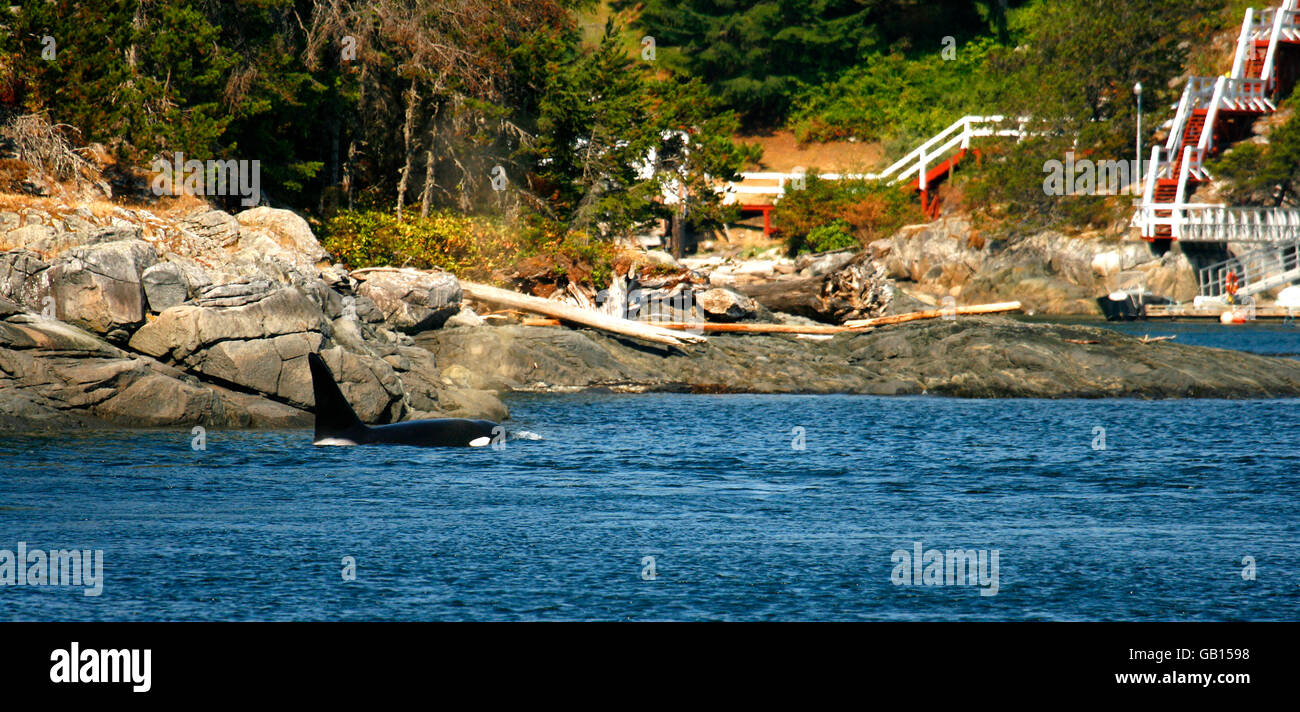 Orcas, Orcinus orca in Campbell River. Vancouver island. British ...