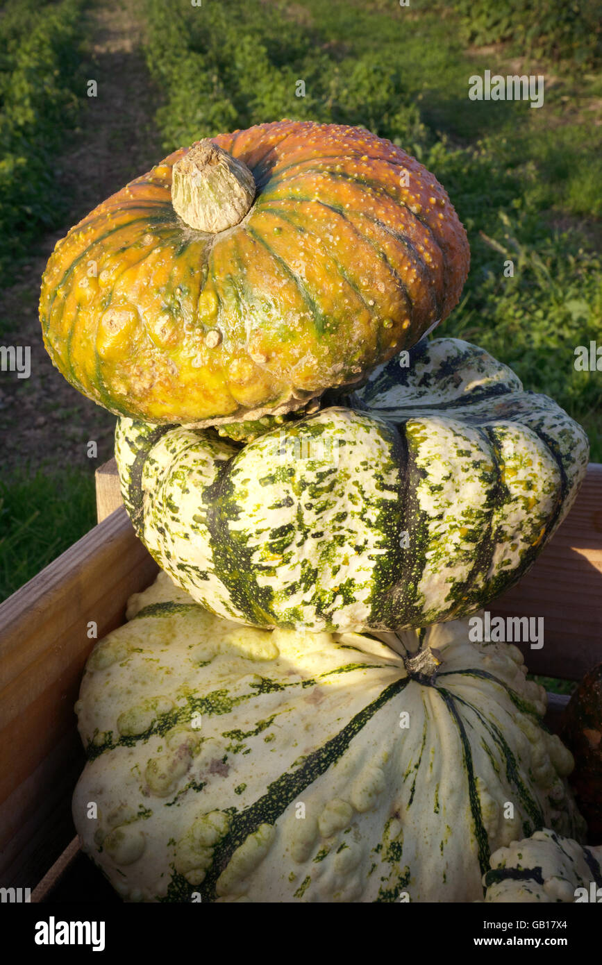 Ornamental pumpkins hi-res stock photography and images - Alamy