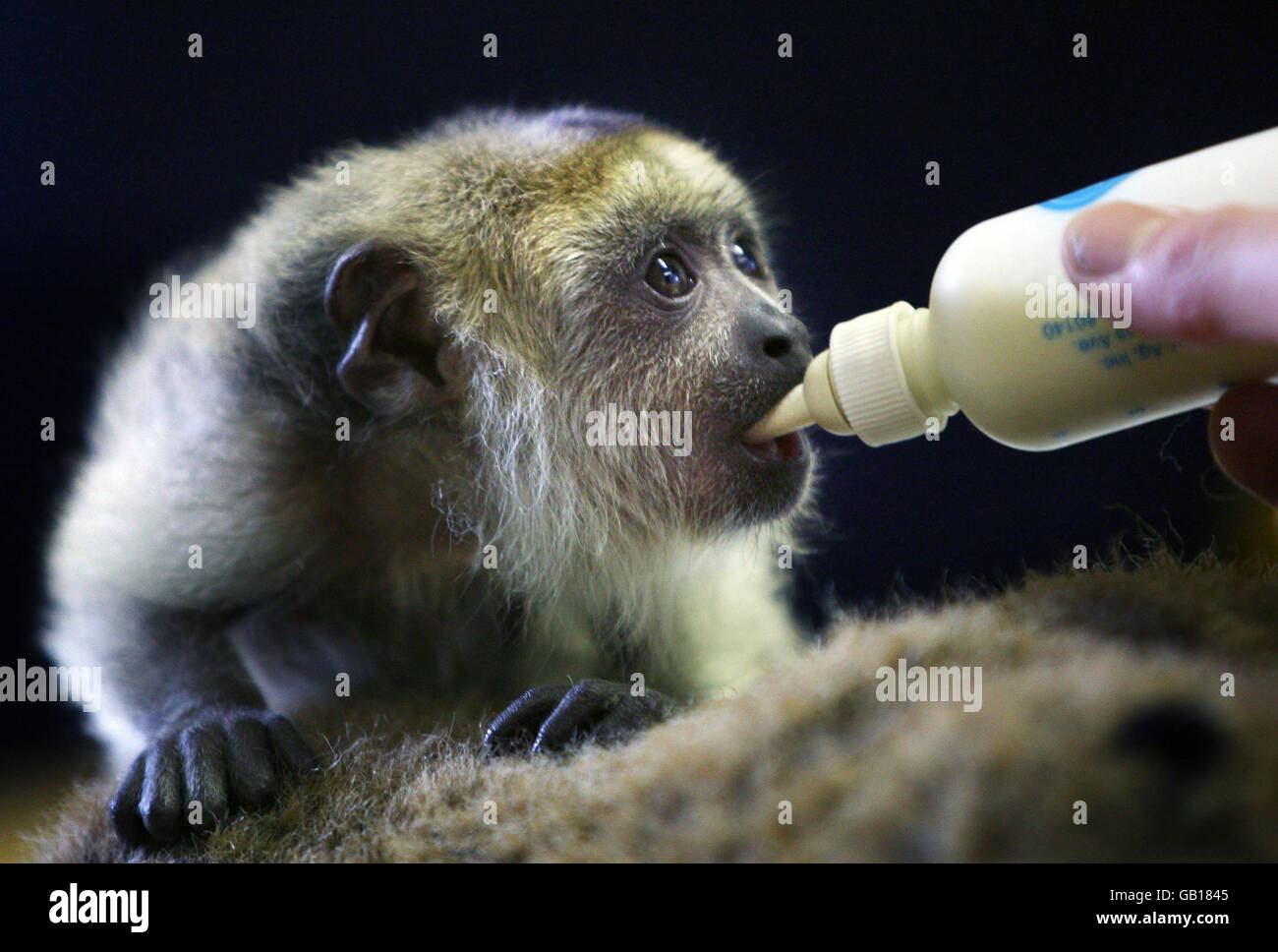 Diego the baby howler monkey Stock Photo - Alamy