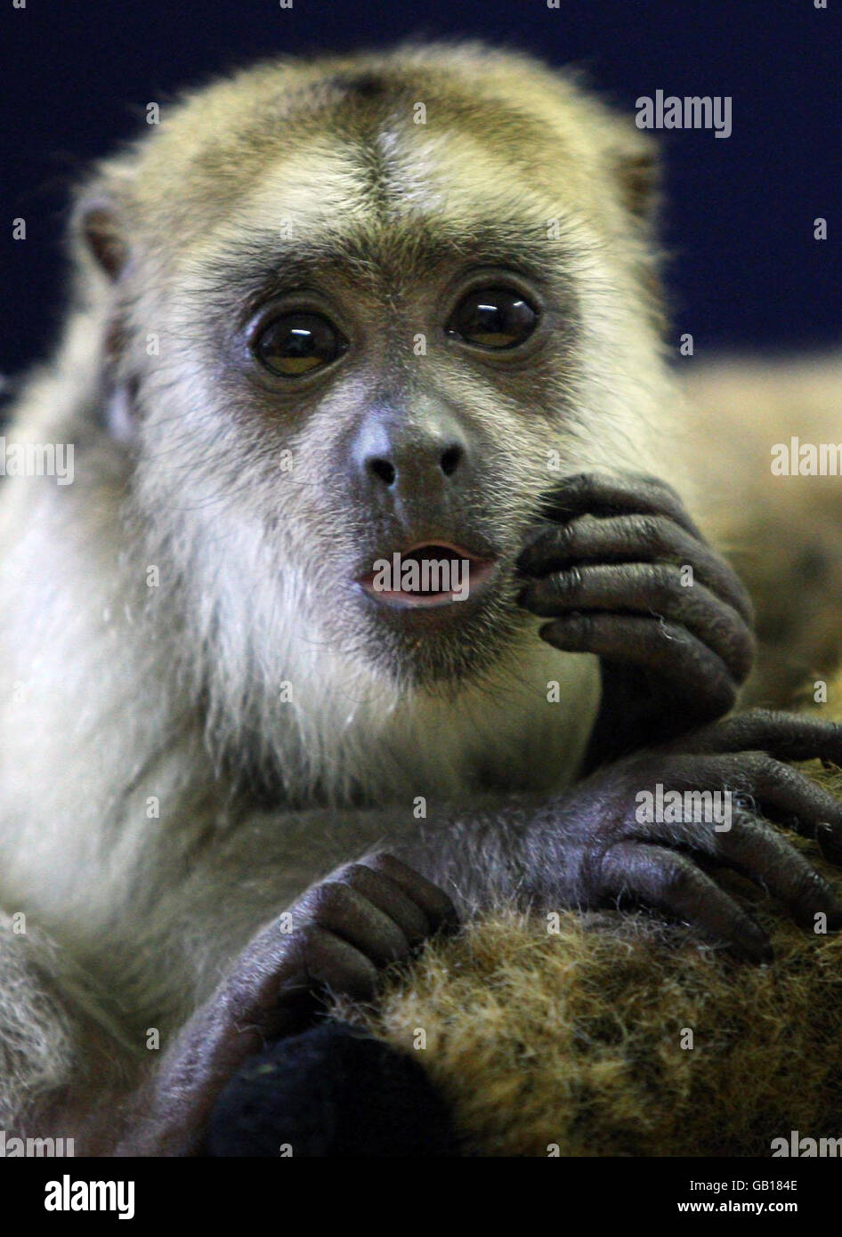Diego the monkey at Edinburgh zoo. He is a three-month old, hand-reared ...
