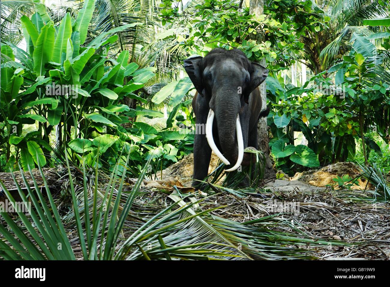 Large male Elephant with tusks in Sri Lanka Stock Photo - Alamy