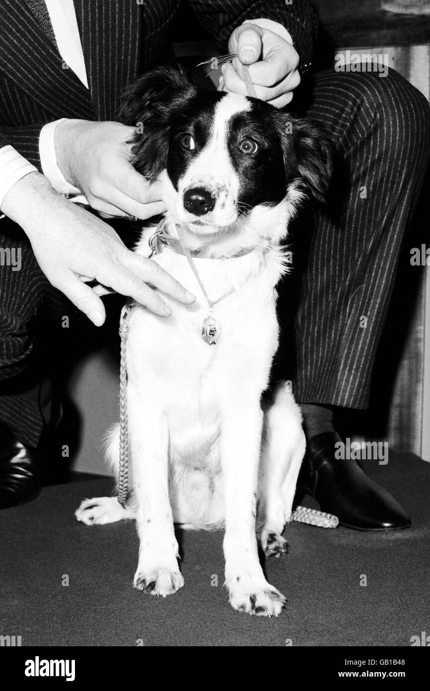 Jules rimet dog hi-res stock photography and images - Alamy