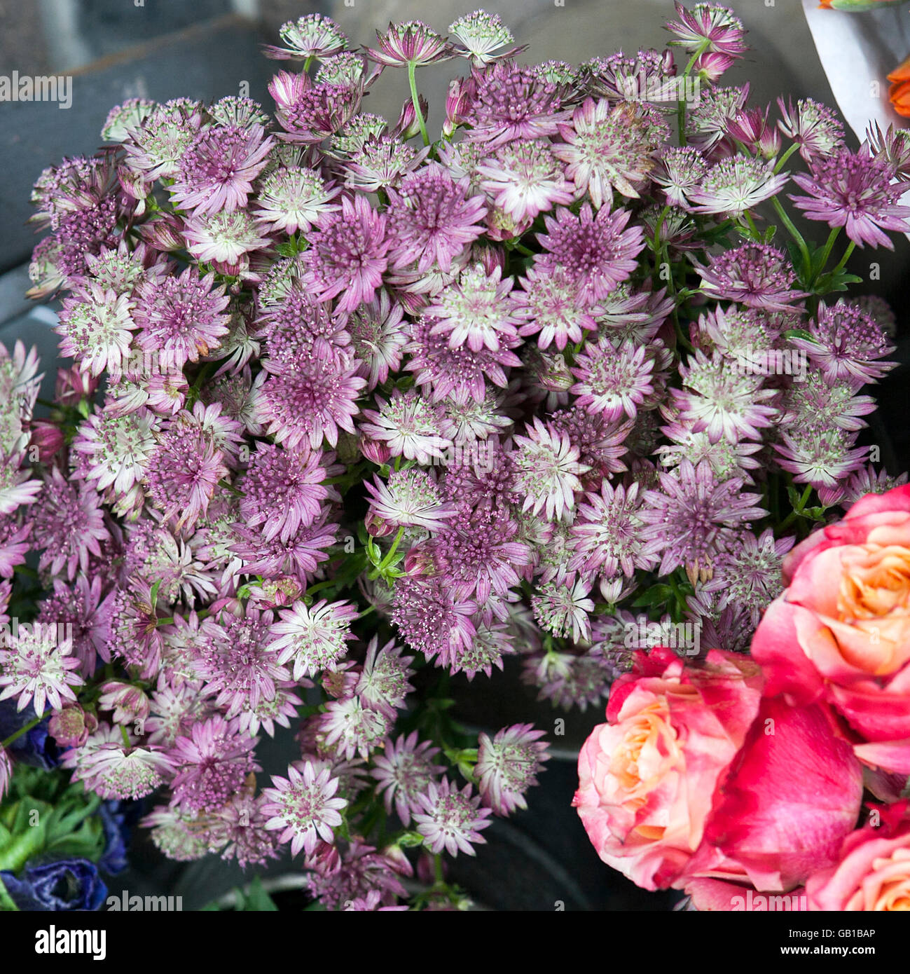 Beautiful bouquet of Astrantia flower Stock Photo - Alamy