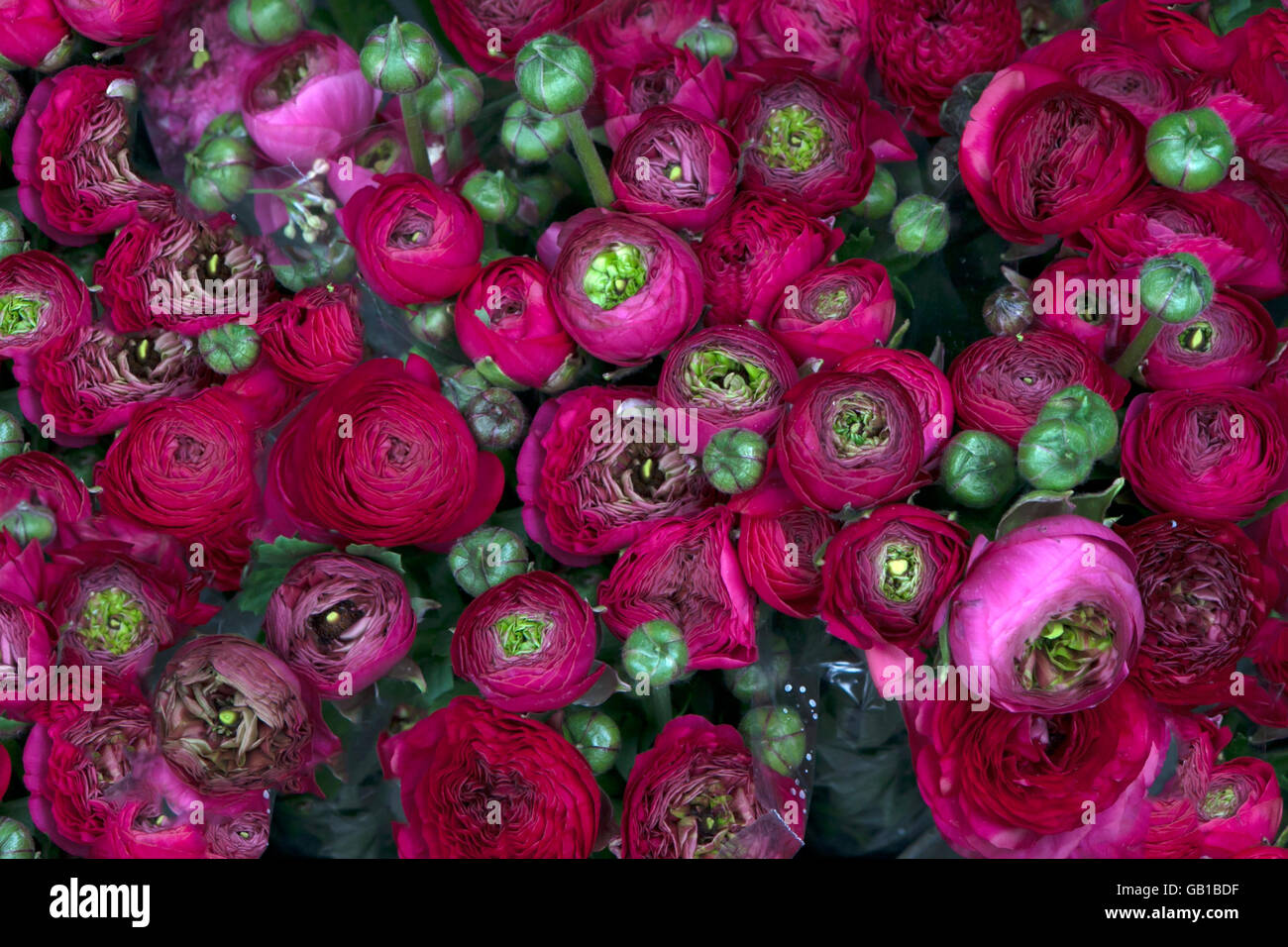 the bordeaux ranunculus background Stock Photo - Alamy