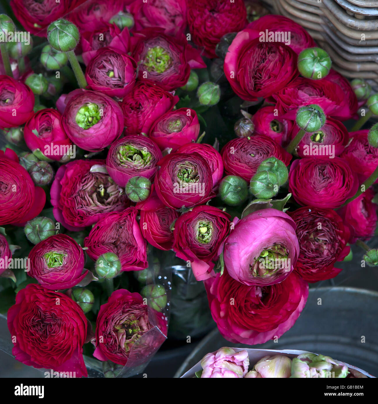 the bordeaux ranunculus background Stock Photo - Alamy