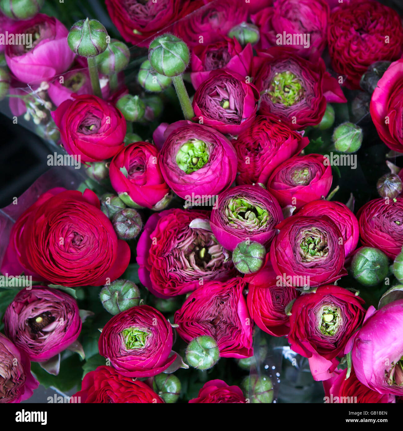 the bordeaux ranunculus background Stock Photo - Alamy