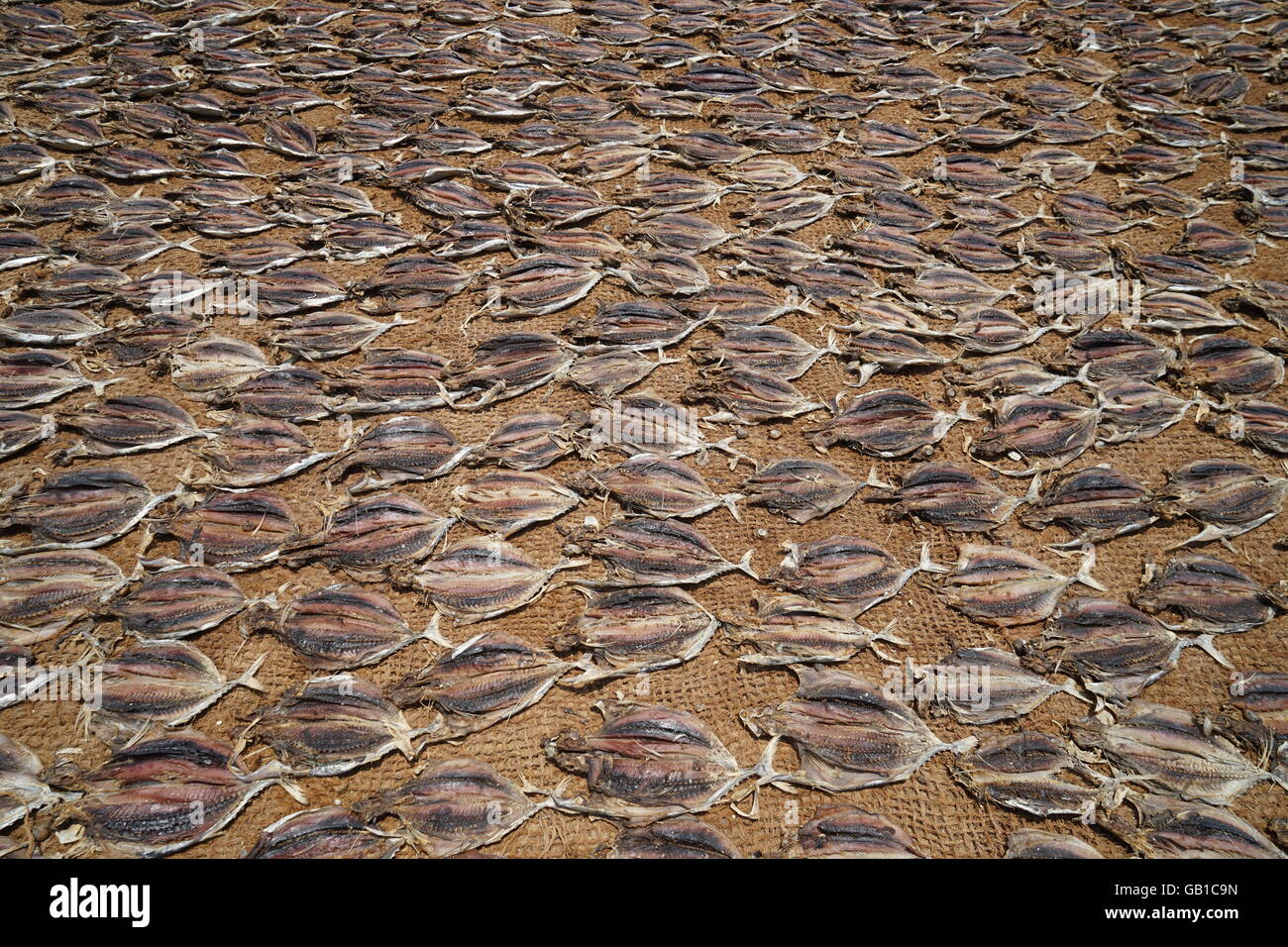 Famous Negombo Fish Market Sri Lanka Fish being dried on beach fresh ...