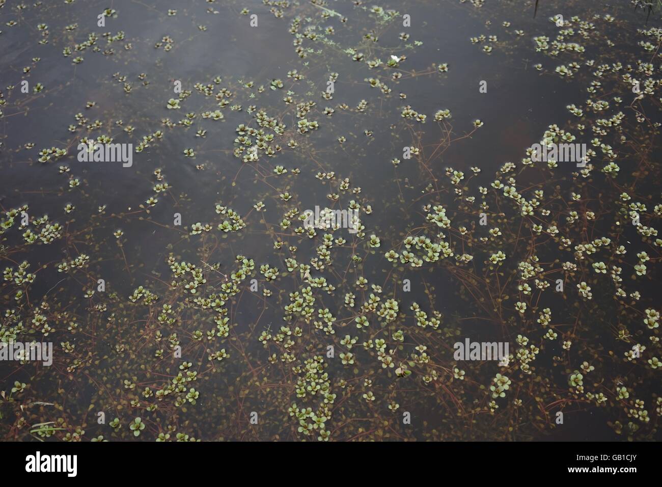 Pond surface water, with greenery Stock Photo - Alamy