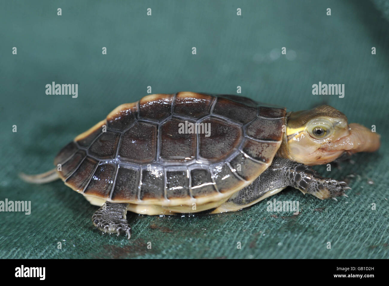Endangered Chinese turtle born at zoo Stock Photo - Alamy