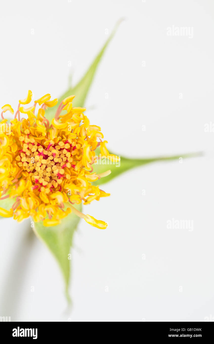 Plucked petals hi-res stock photography and images - Alamy