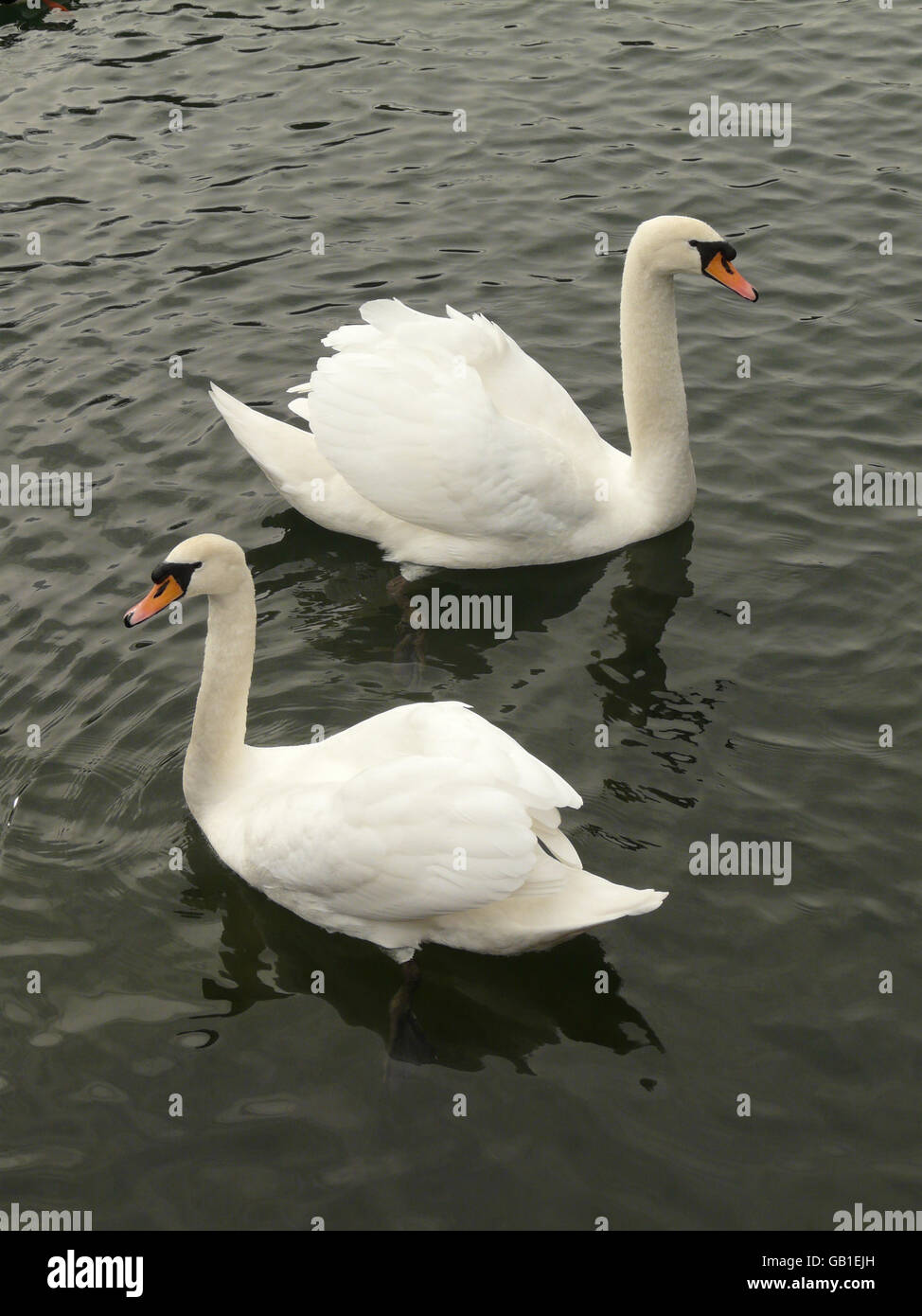 Two swans grouped in almost exact mirror symmetry Stock Photo - Alamy
