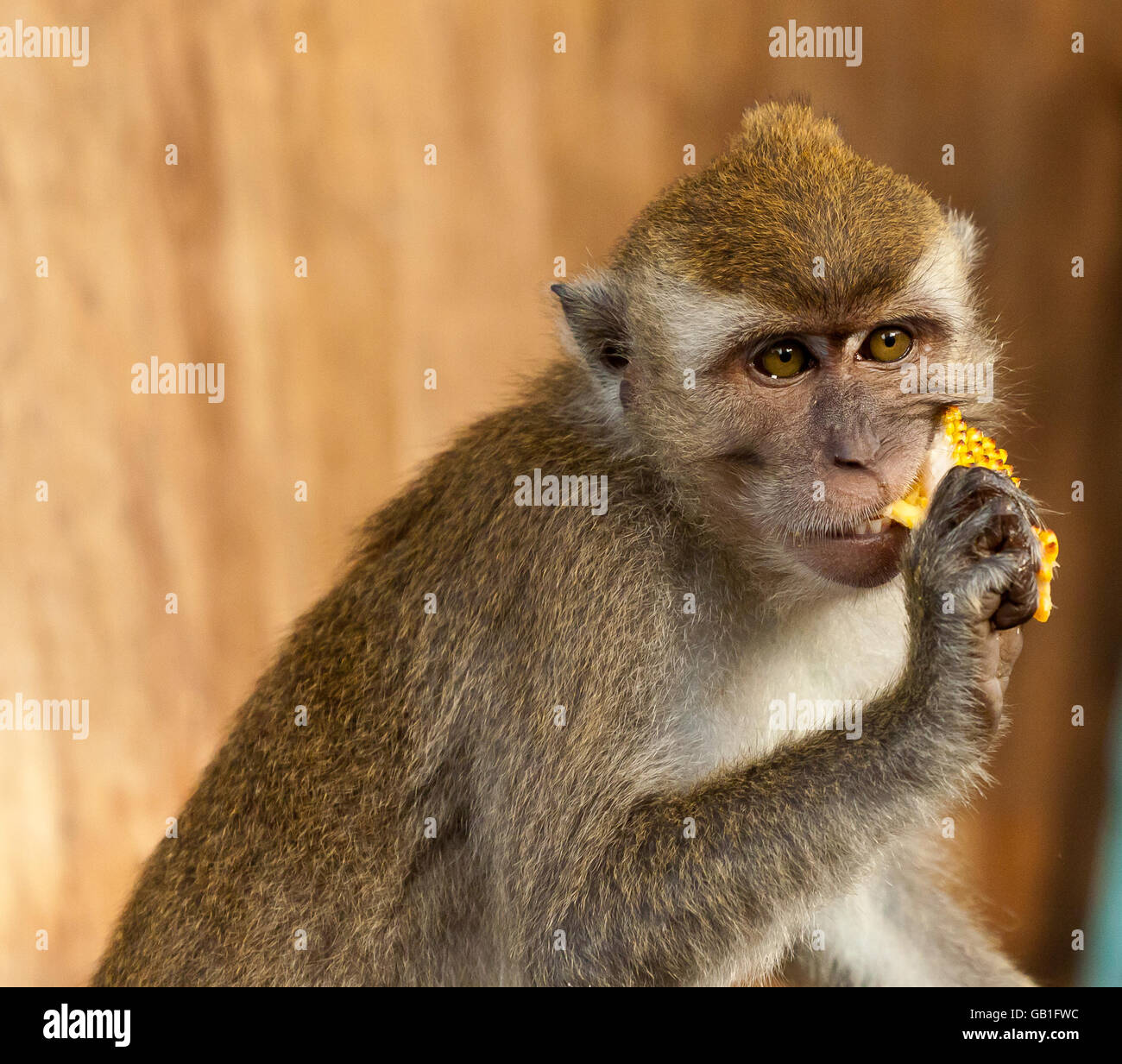 Wildlife monkey eats jackfruit Stock Photo - Alamy