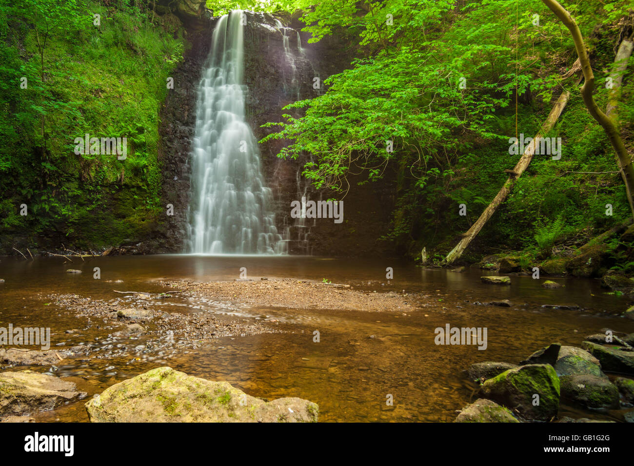 Sneaton Forest High Resolution Stock Photography and Images - Alamy
