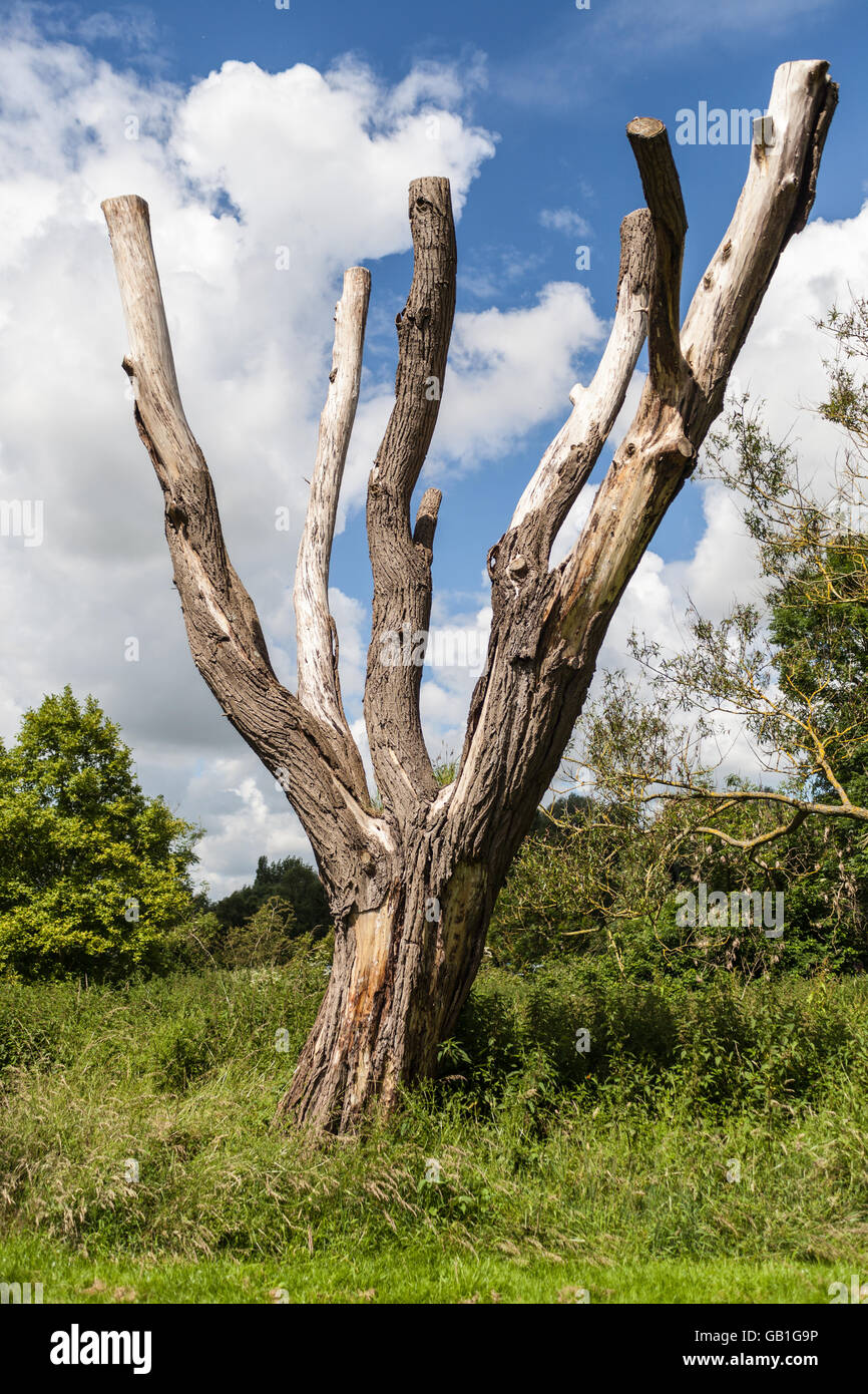 dead tree river chet loddon uk Stock Photo - Alamy