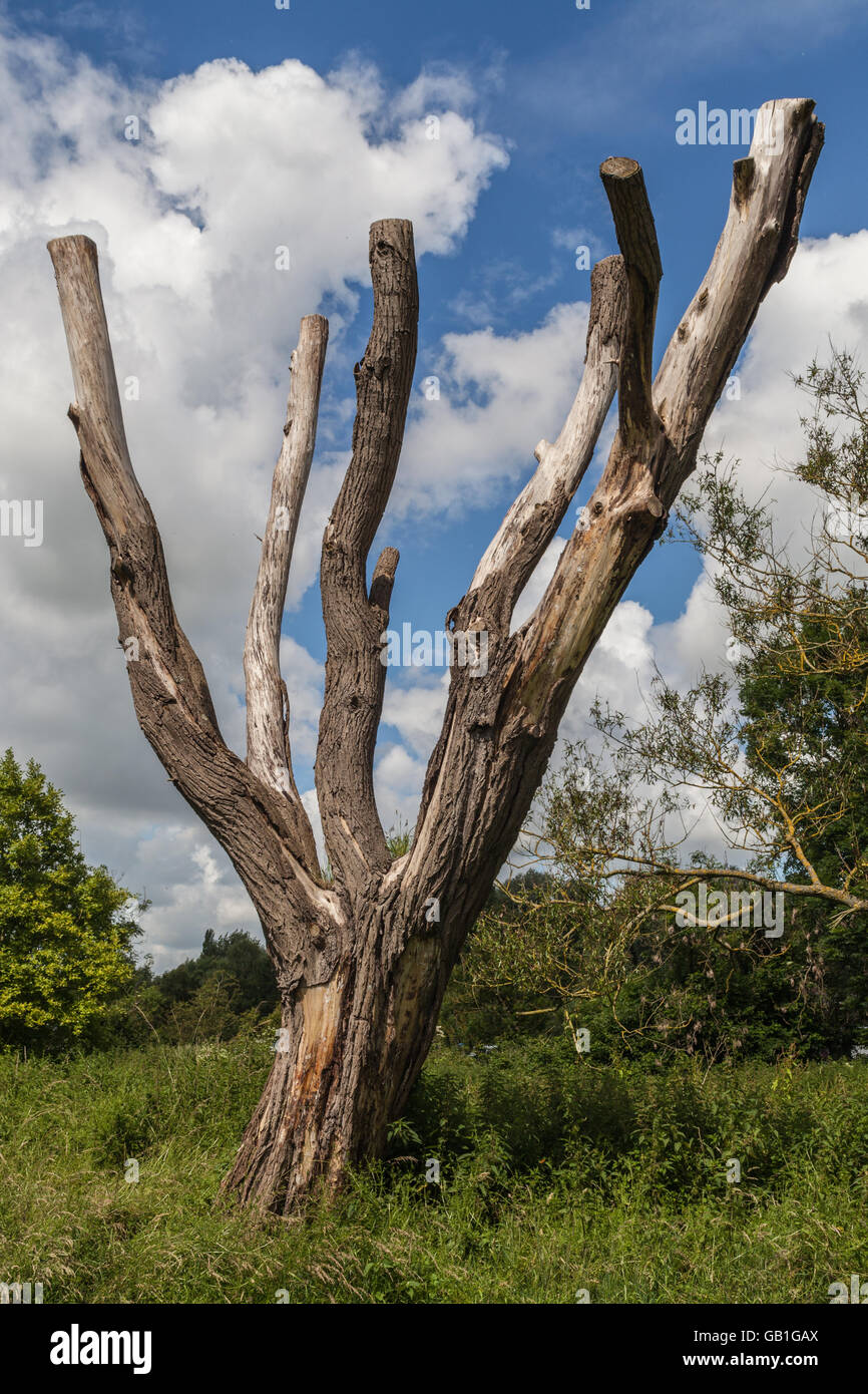 river chet loddon uk dead tree Stock Photo - Alamy