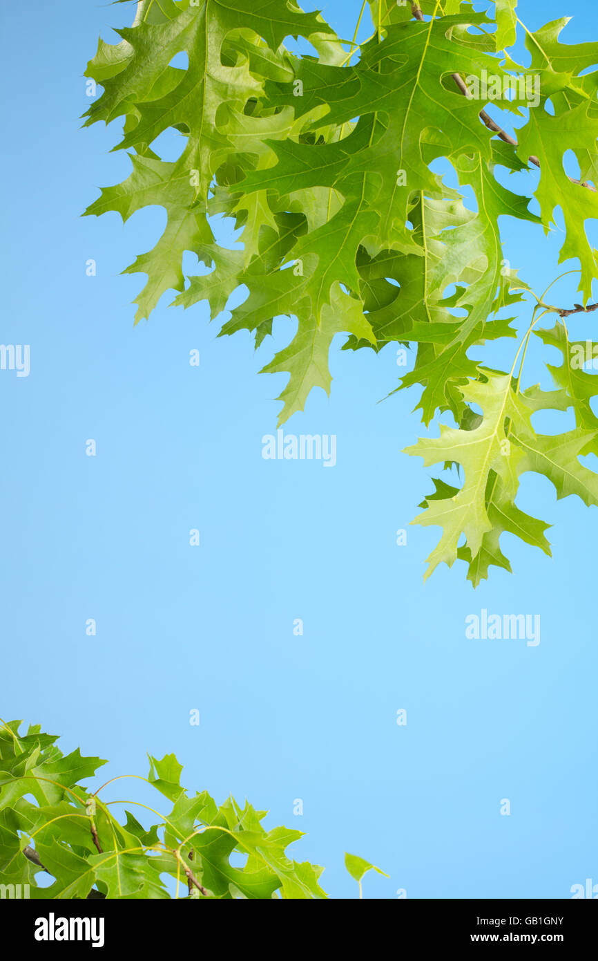 Oak tree leaves veins blue sky hi-res stock photography and images - Alamy