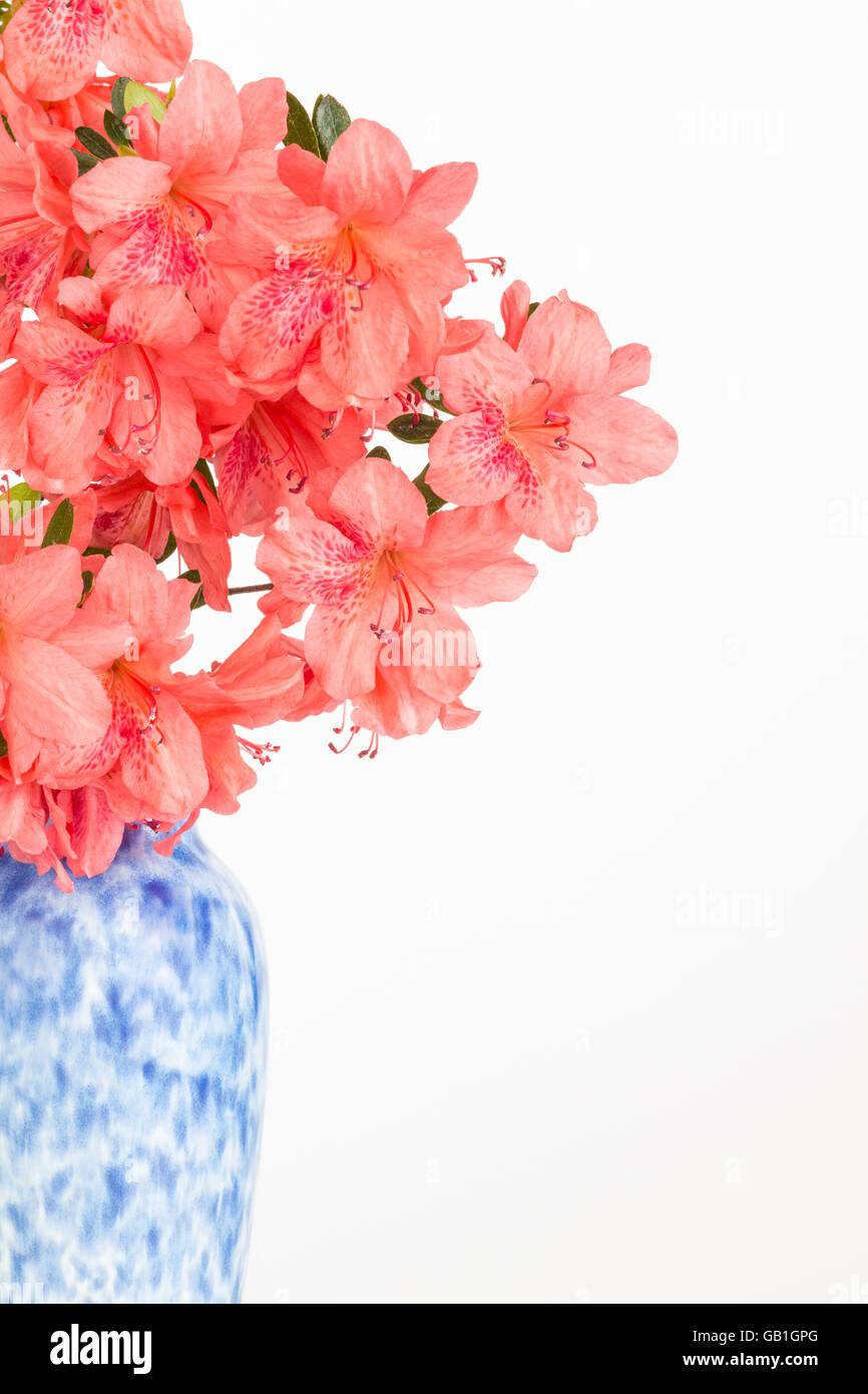 Partial view of spring flowering coral colored azalea in a mottled blue ...